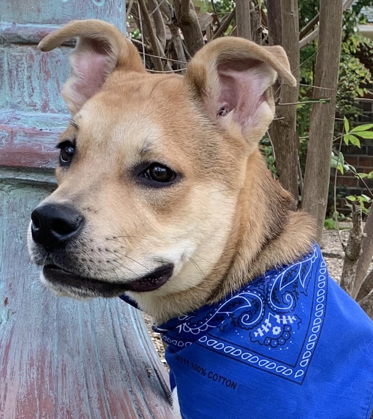 Dog for adoption - Plucky Pluto - Sweet Young Pup!, a German Shepherd ...