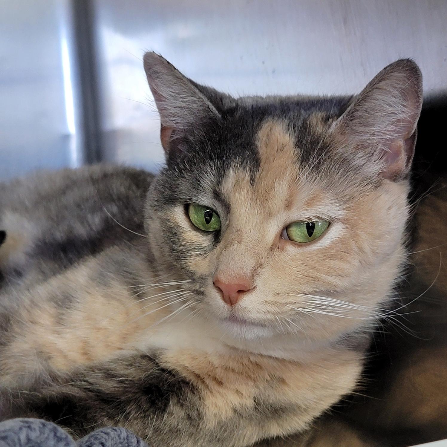 Cat for adoption - Harper, a Dilute Calico Mix in Lake Orion, MI ...