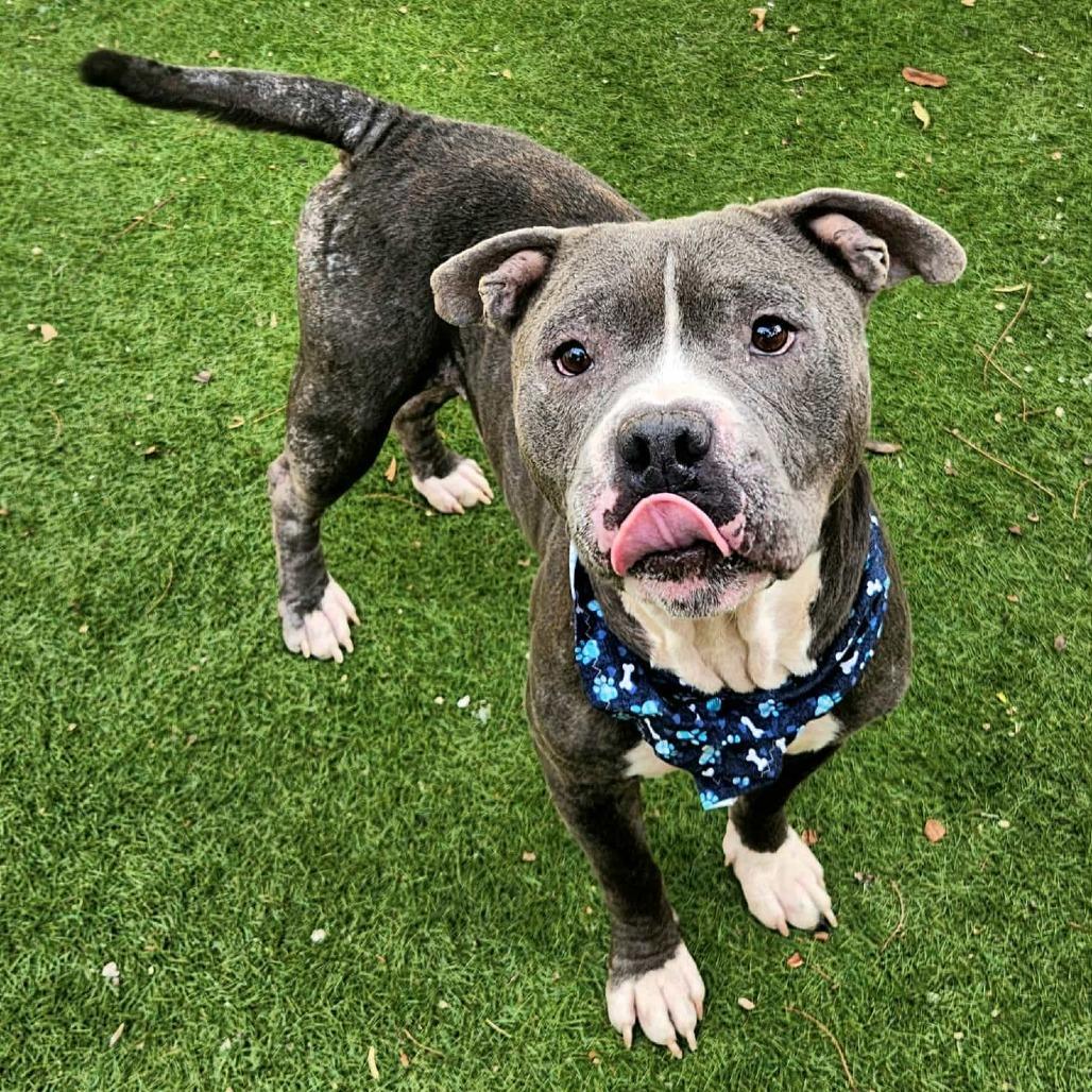 Dog for adoption - Bubba Gump JuM, a Staffordshire Bull Terrier in ...