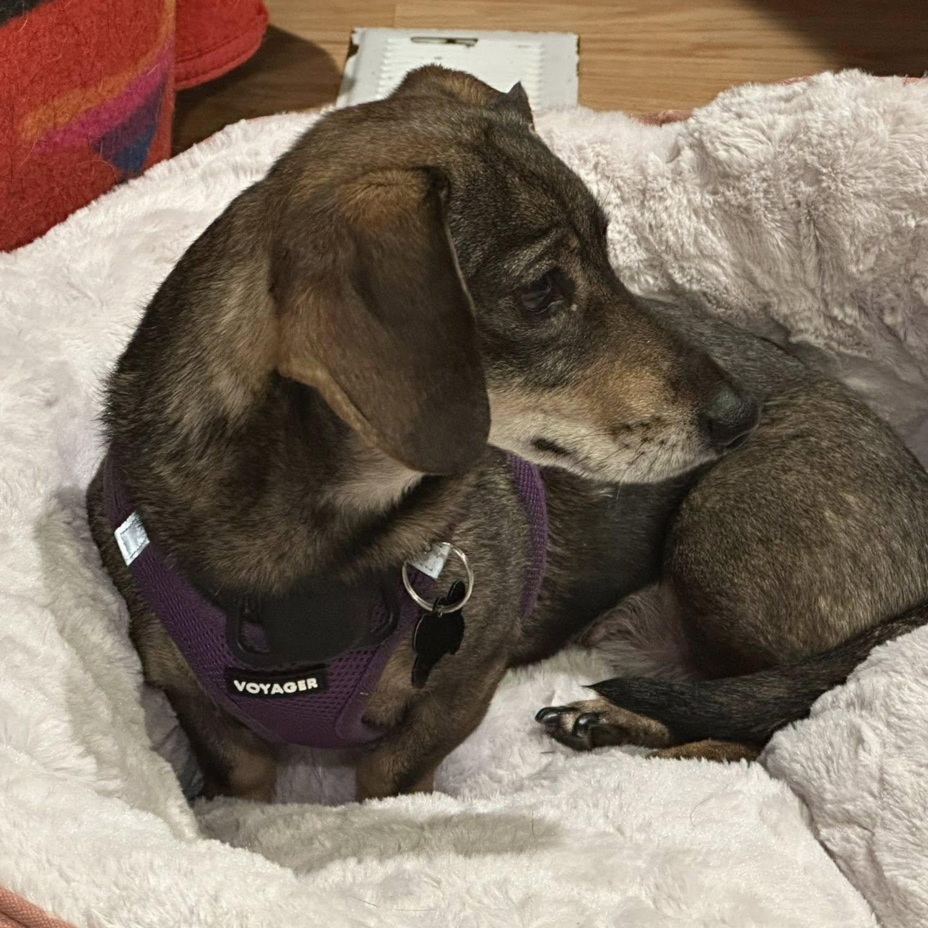 Susie Q (Bonded w/Daphne) - Adoptable Pet | Petfinder | Petfinder