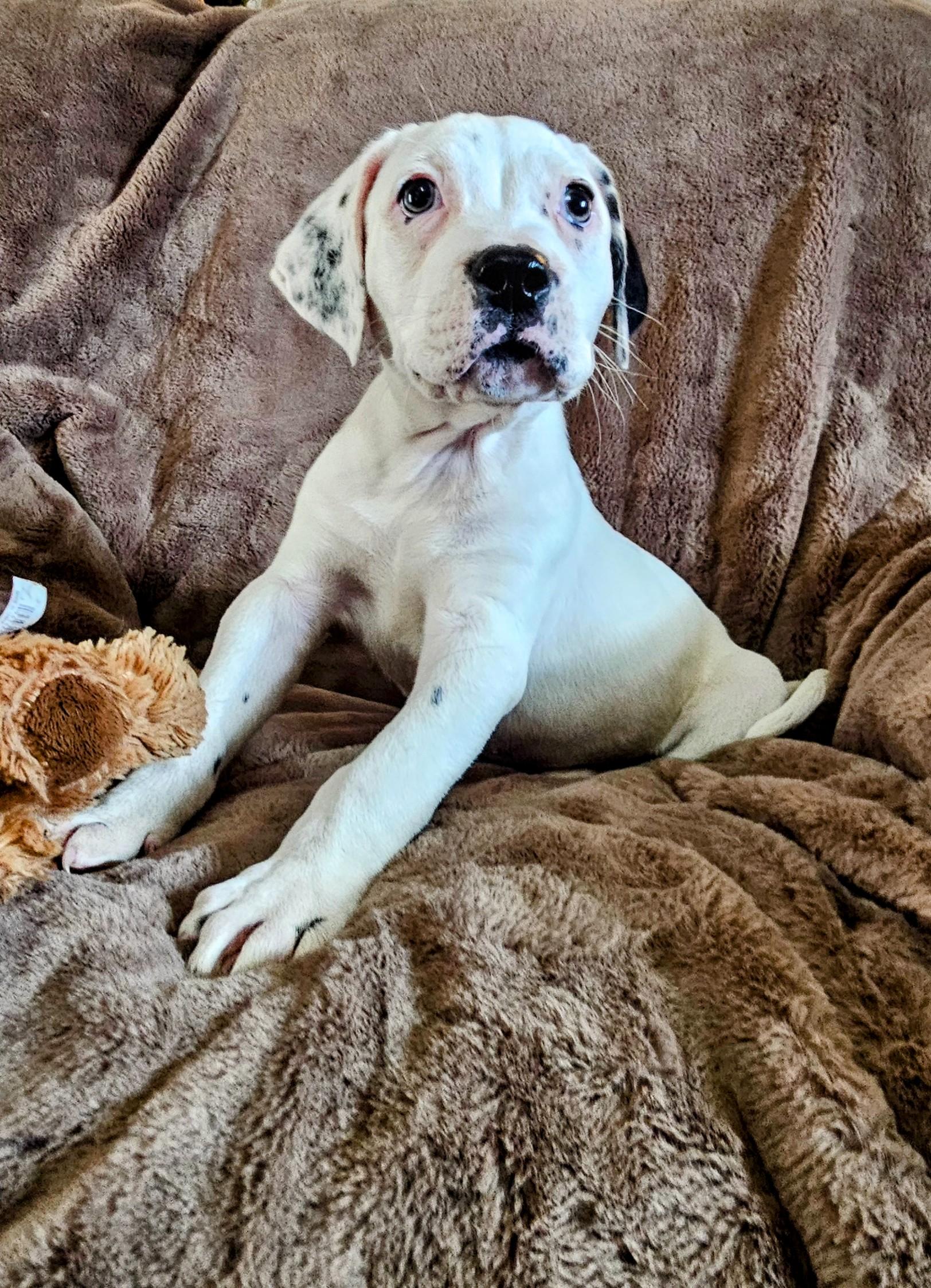 Dog for adoption - Oakley, a Mixed Breed in Raleigh, NC | Petfinder