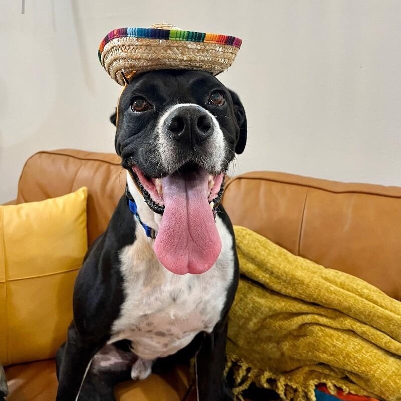 Dog for adoption - Kobi Smith Mr. Loveable, a Boxer & Mastiff Mix in ...