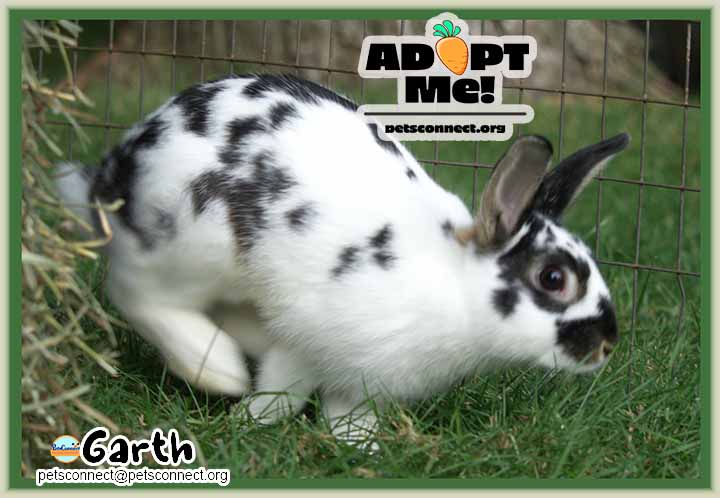 Rabbit for adoption - Garth, a Mini Rex in South Bend, IN | Petfinder