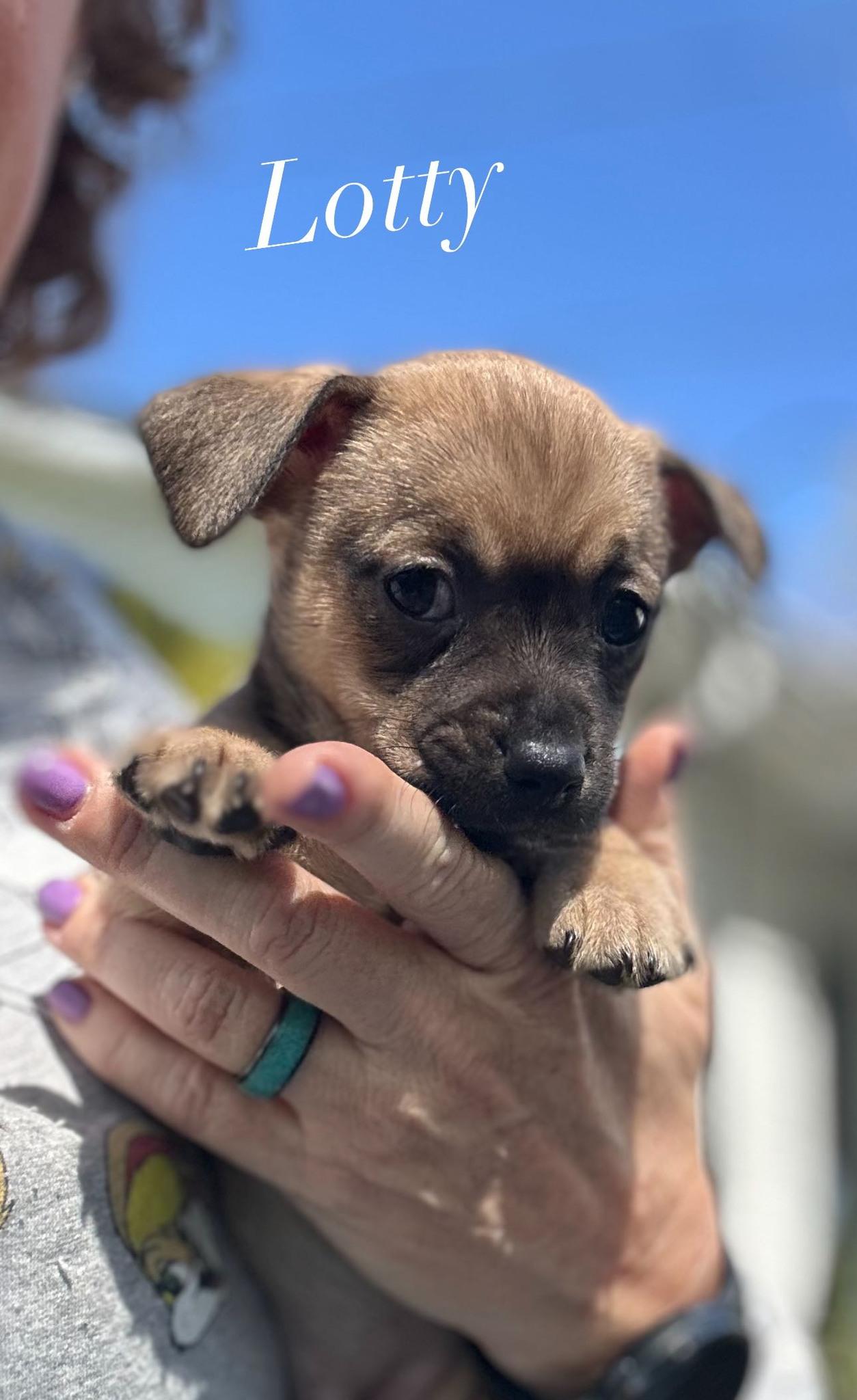 Dog for adoption - Lotty, an Italian Greyhound & Chihuahua Mix in ...