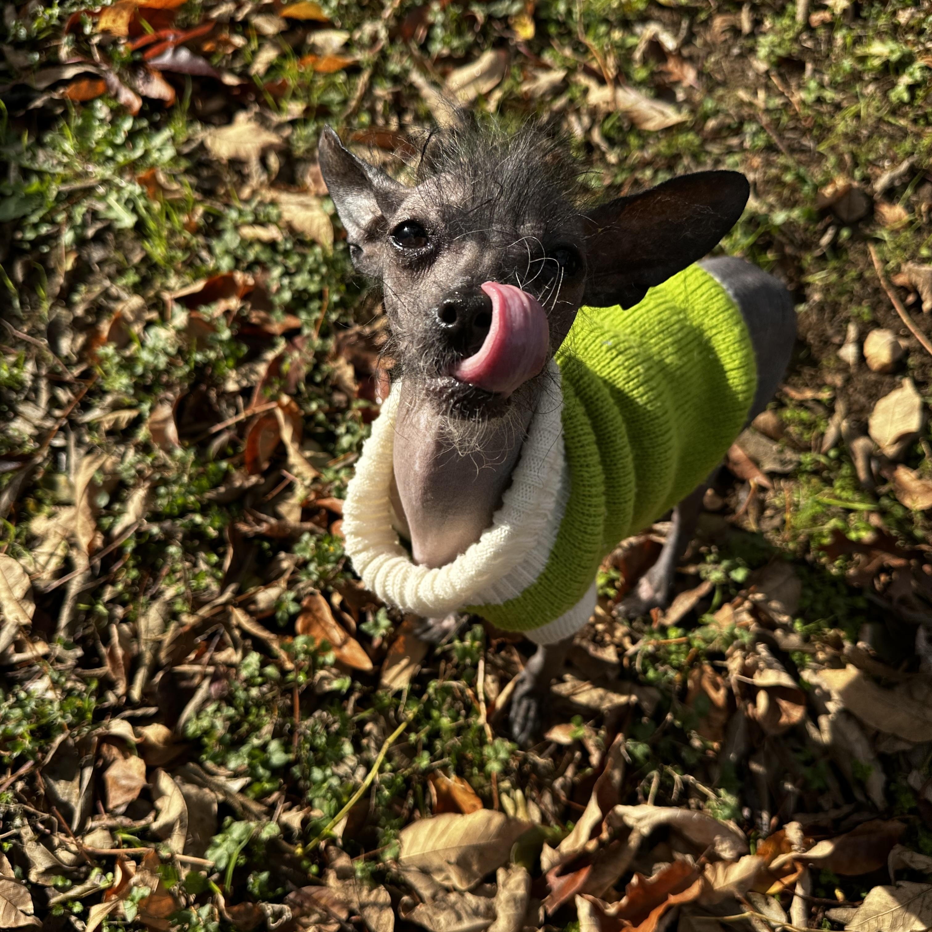 Leonard - Adoptable Pet | Petfinder | Petfinder
