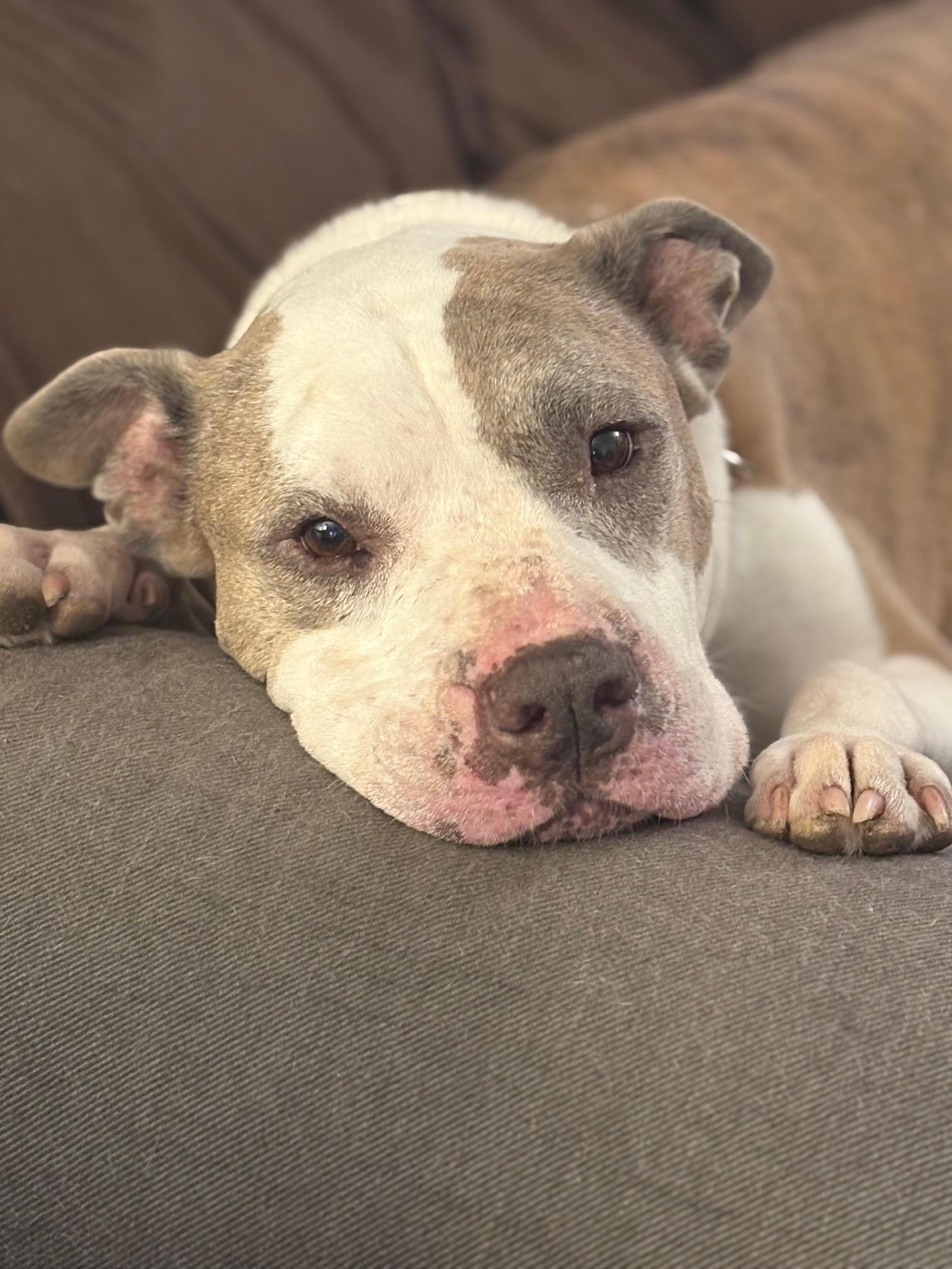 Dog for adoption - Roberto, an American Bulldog & American ...