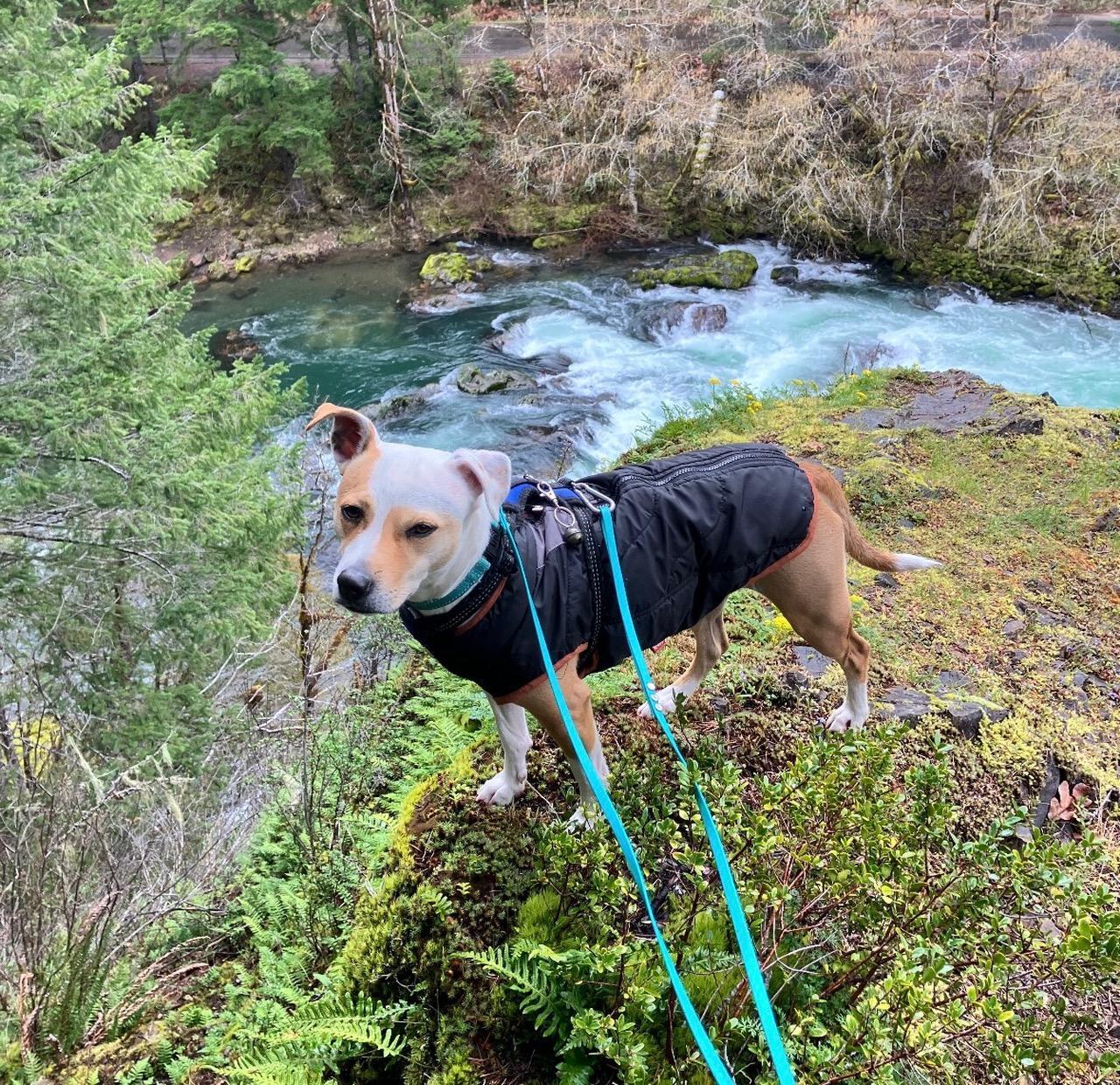 Dog for adoption - Ellie, a Terrier Mix in Denver, CO | Petfinder