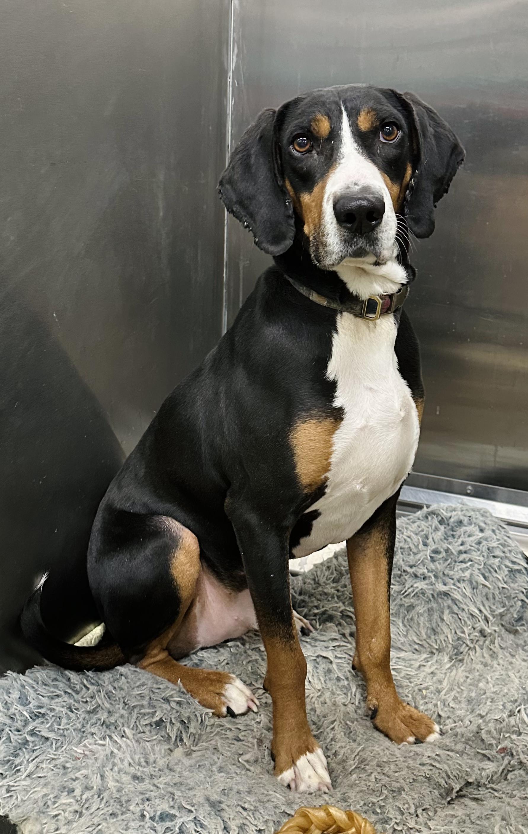 Dog for adoption - Grover, a Hound Mix in Brooks, ME | Petfinder