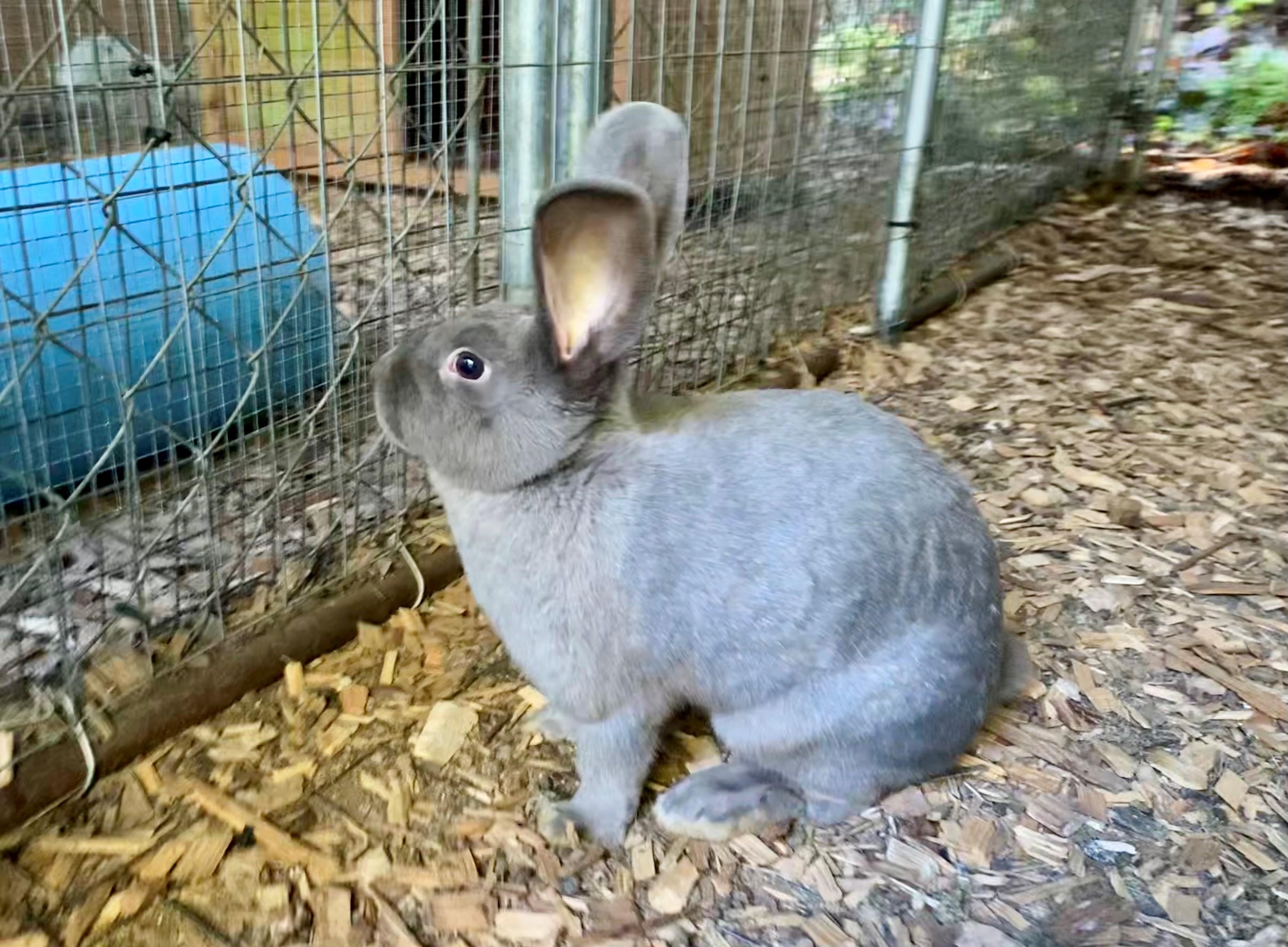 Rabbit for adoption - Bounce (bonded to sister Binx), a New Zealand in ...