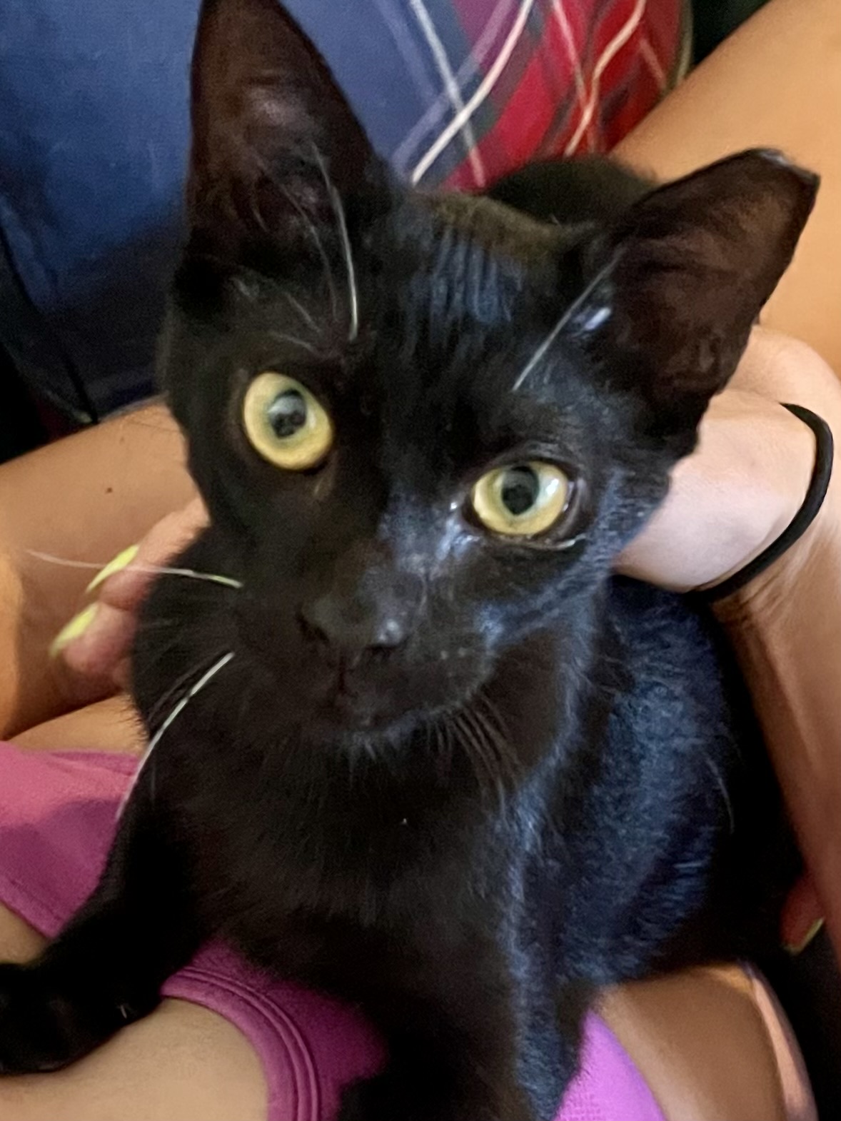 Cat for adoption - Chawa, a Bombay & Domestic Short Hair Mix in ...