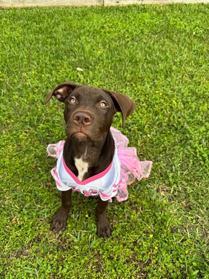 Dog for adoption - Lizzie Lou the lovely Labrador, a Labrador Retriever ...