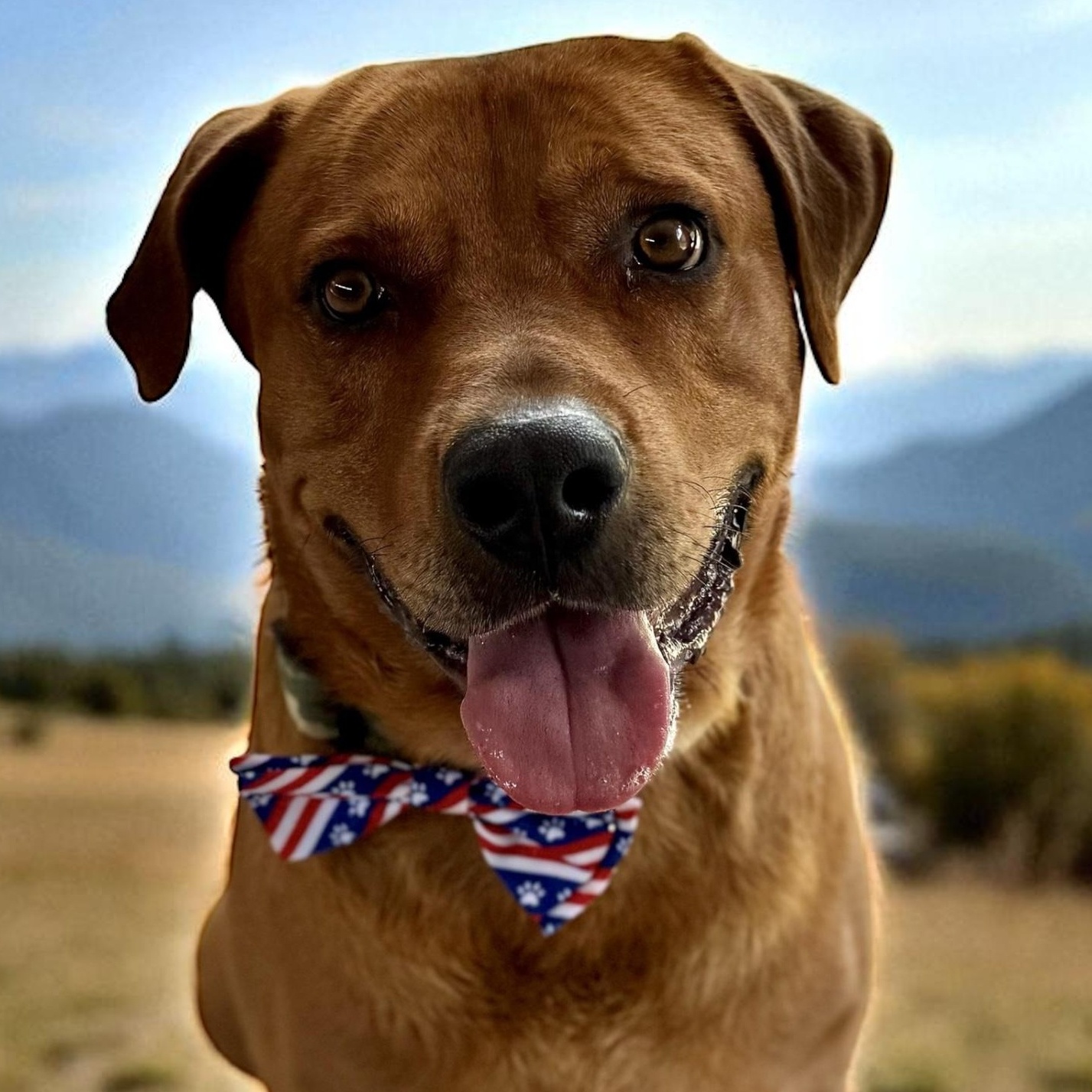 Dog for adoption - MILO GS, a Labrador Retriever & Rhodesian Ridgeback ...