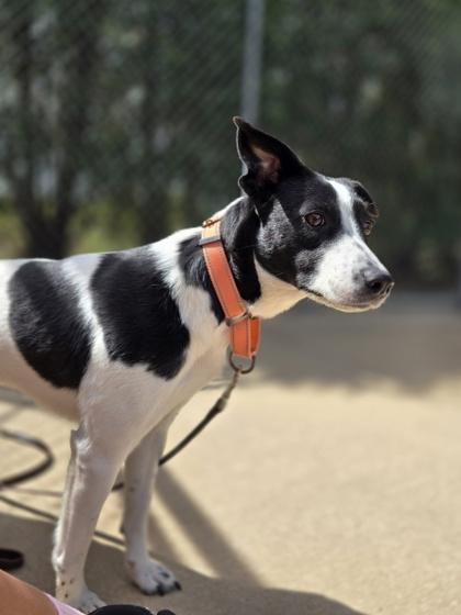 Dog for adoption - Raine, a Mixed Breed in Woodstock, IL | Petfinder