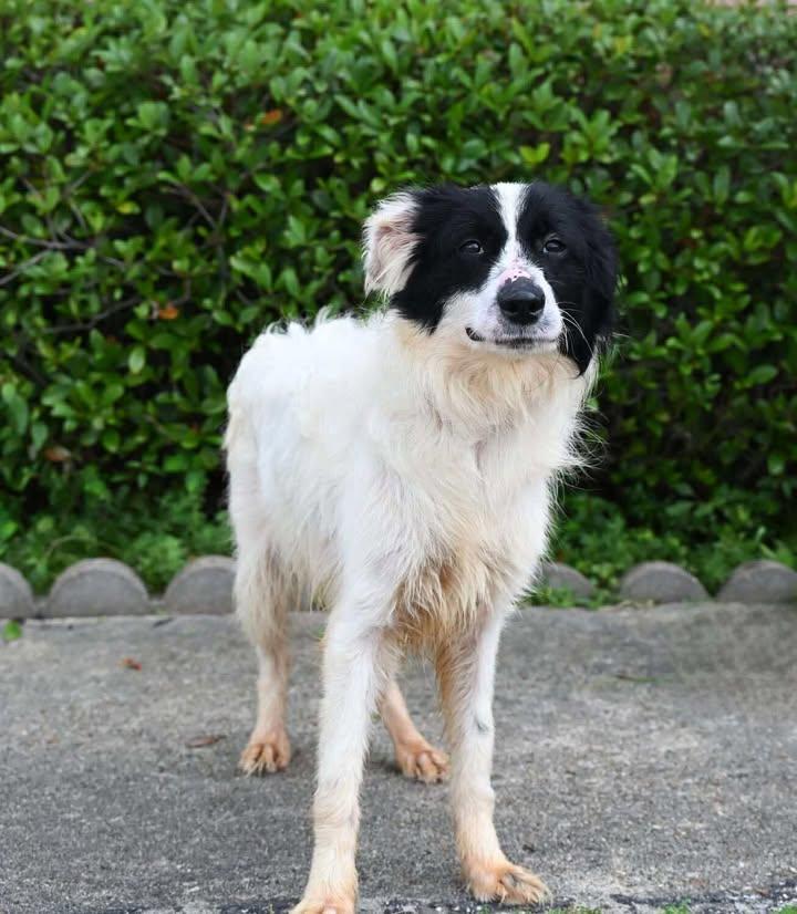 Dog for adoption - Ozy, a Border Collie in wytheville, VA | Petfinder