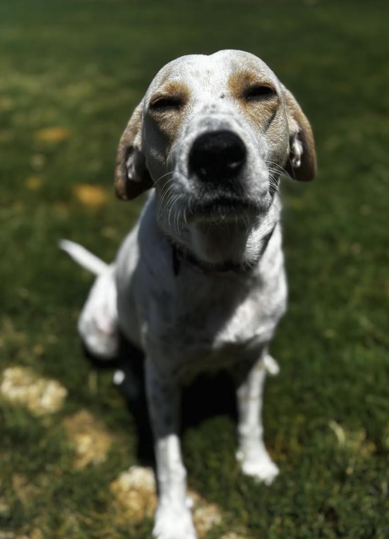 Dog for adoption - Mercy, a Labrador Retriever Mix in Pflugerville, TX ...