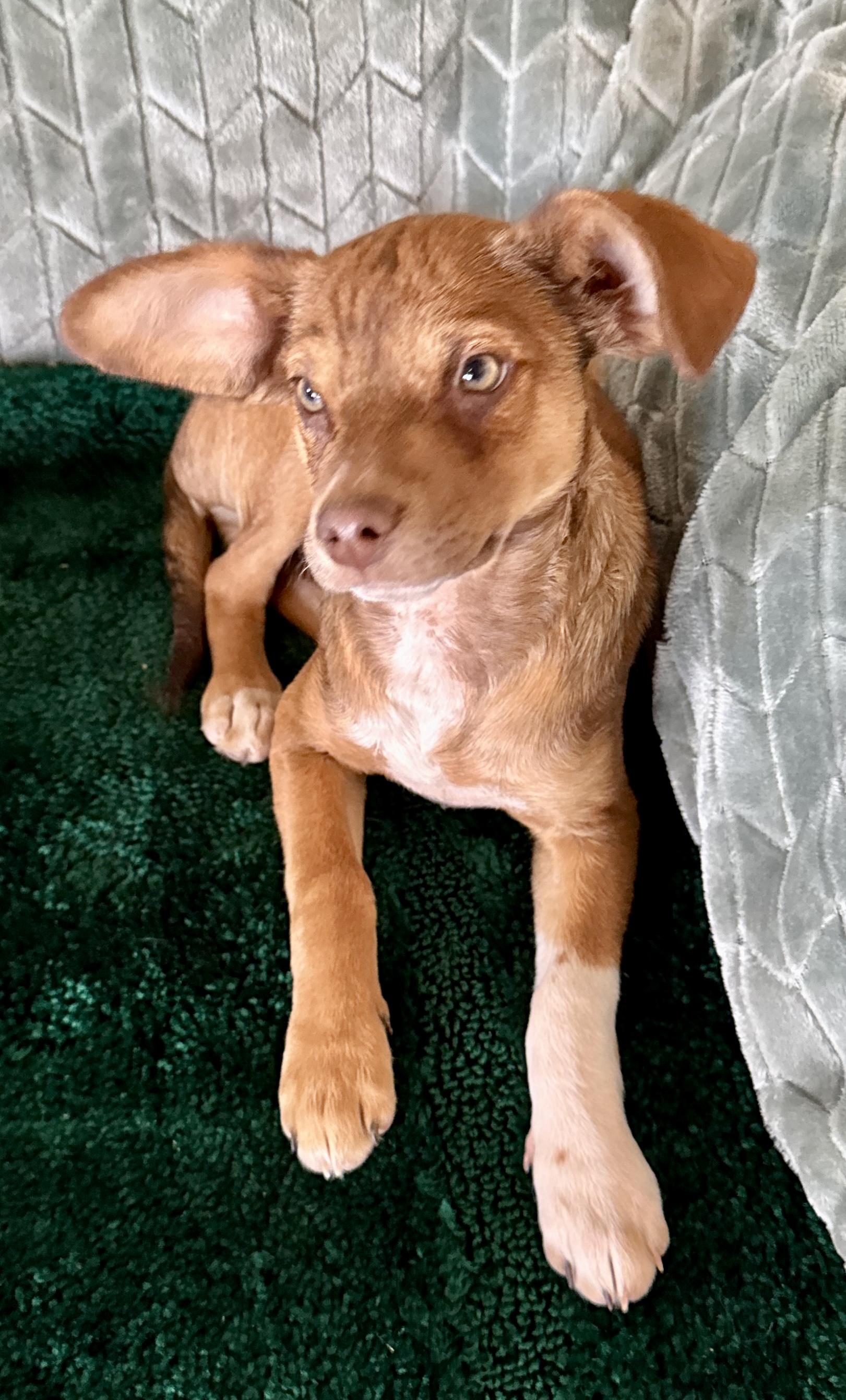 Dog for adoption - Kadan, a Rat Terrier & Chihuahua Mix in Wilmington ...