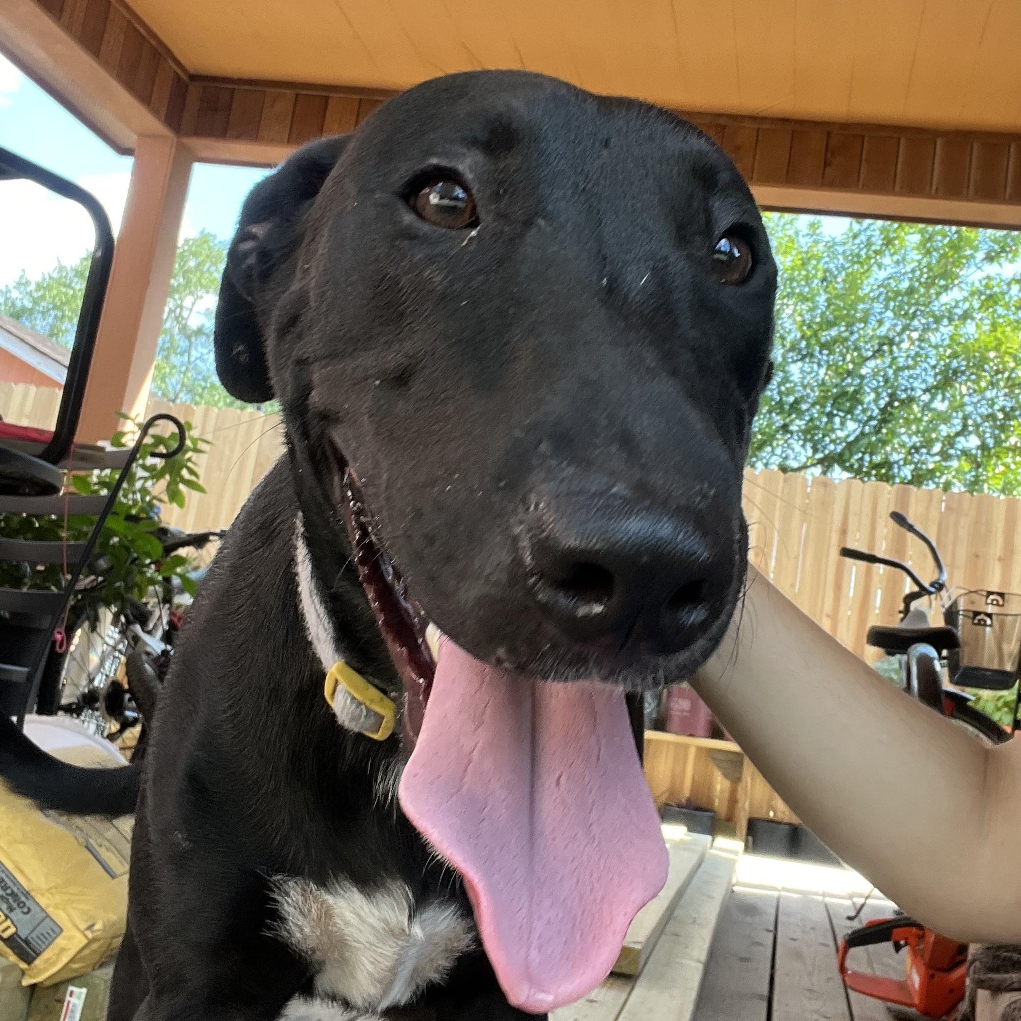 Dog for adoption - Nyx, a Bull Terrier & Black Labrador Retriever Mix in Hartford, CT | Petfinder
