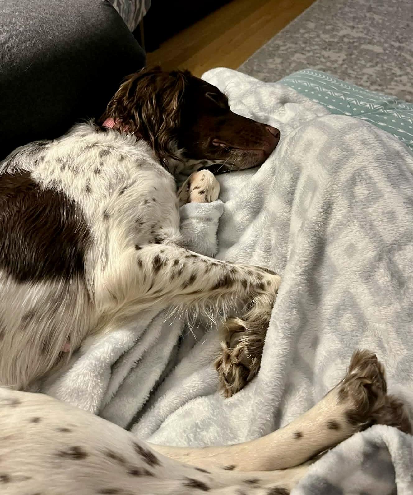 Dog Adopted - Topanga an Brittany Spaniel Dog in Yorktown, VA | Petfinder