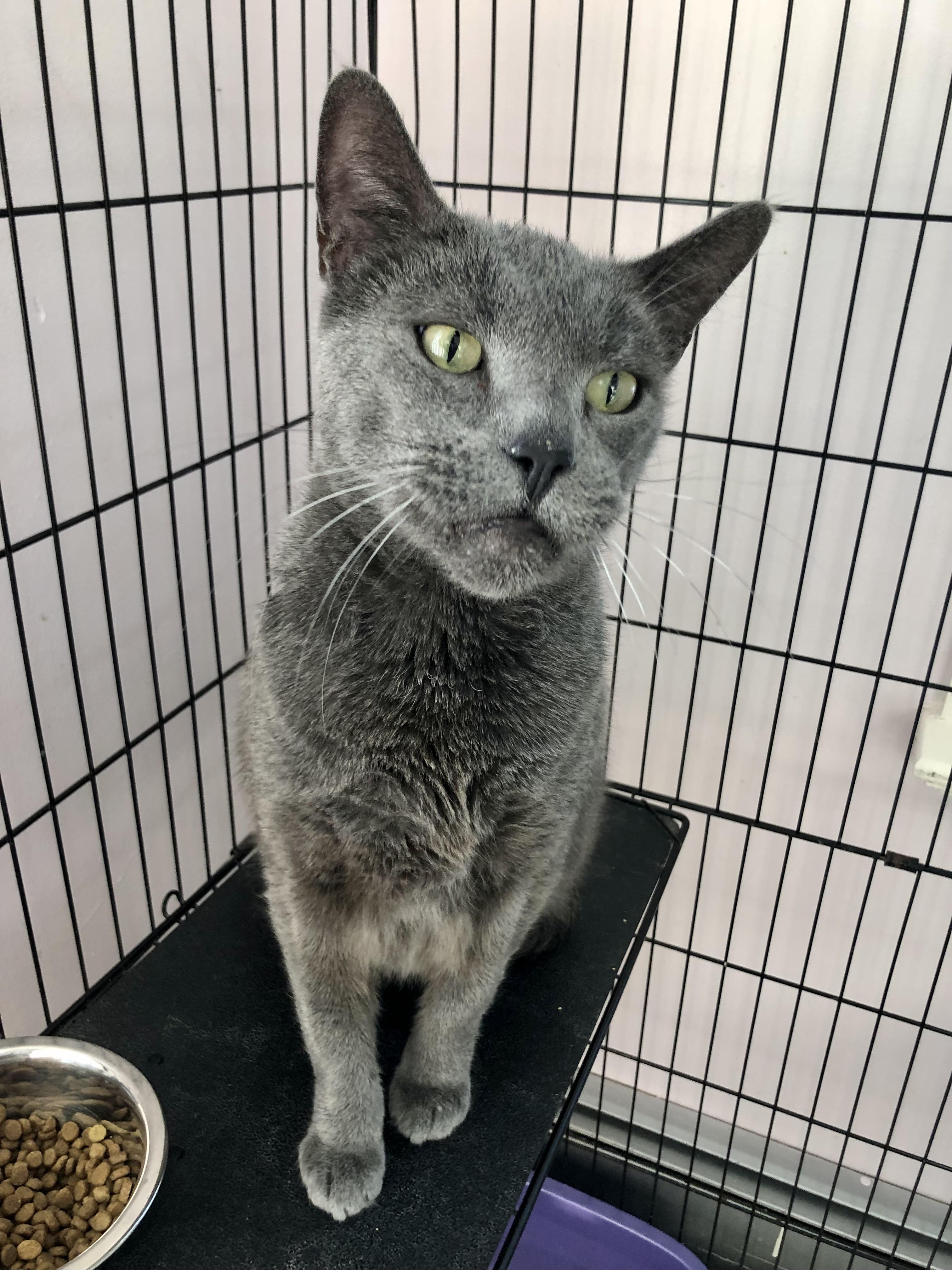 Lobo - Adoptable Pet | Petfinder | Petfinder