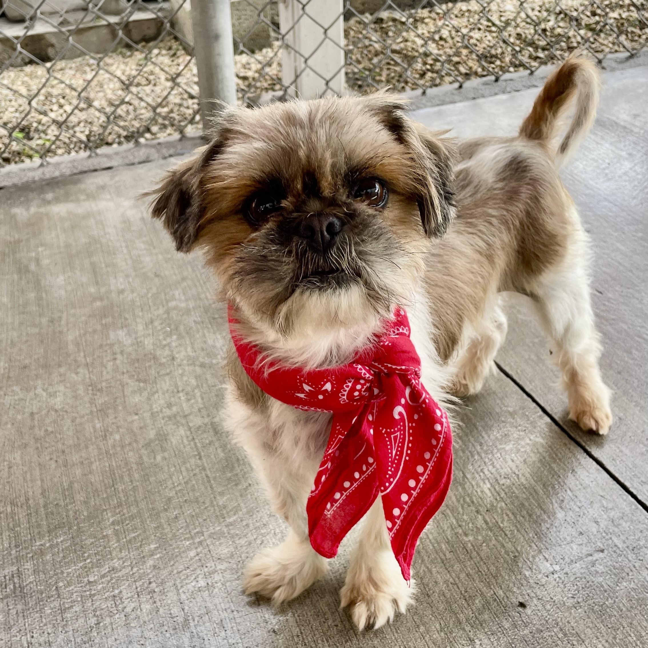 Dog for adoption - Elmo, a Shih Tzu in Gardena, CA | Petfinder