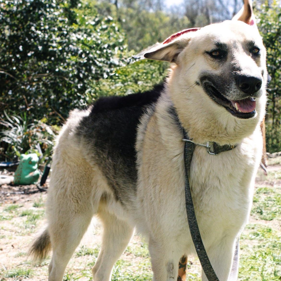 Dog for adoption - Danny, a German Shepherd Dog Mix in Salem, NH ...