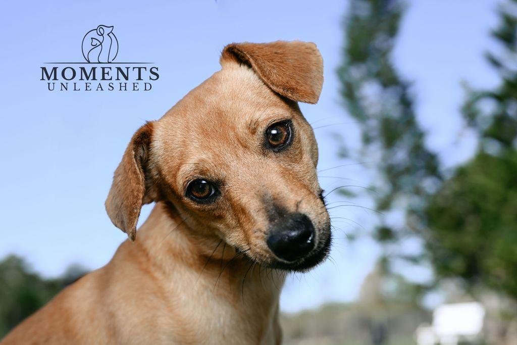 Roslo - Adoptable Pet | Petfinder | Petfinder