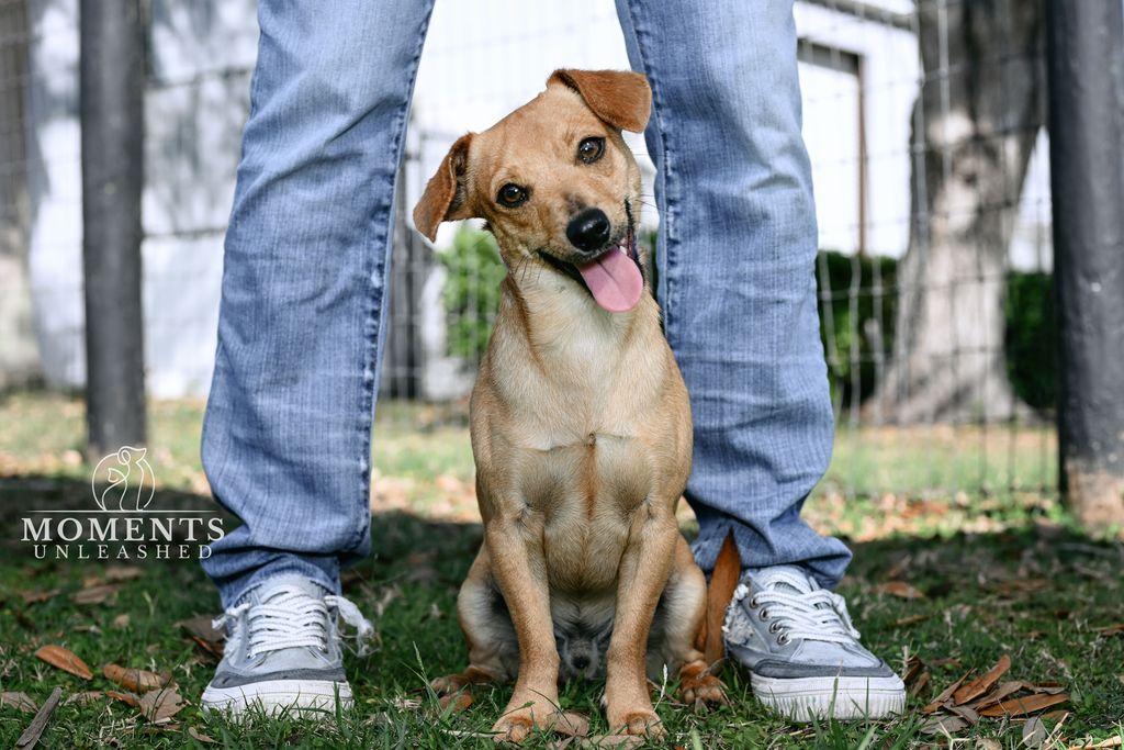 Roslo - Adoptable Pet | Petfinder | Petfinder