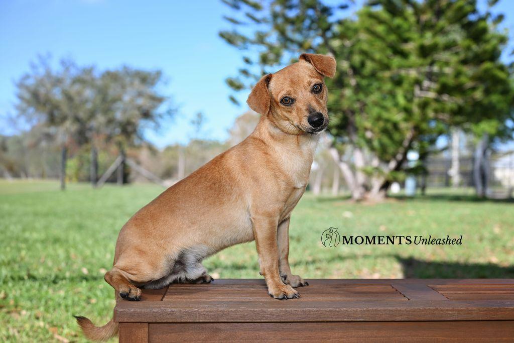 Roslo - Adoptable Pet | Petfinder | Petfinder