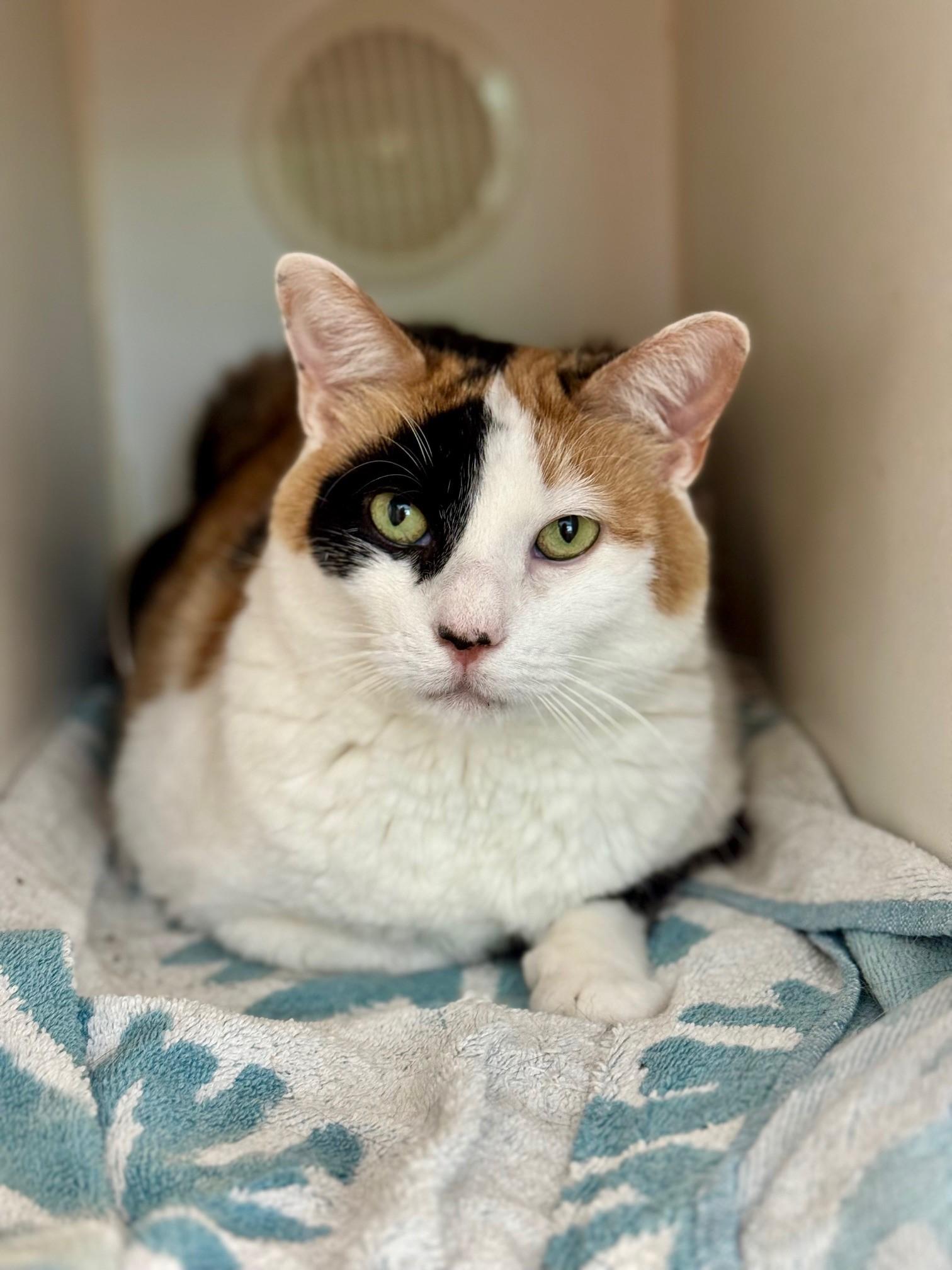 Cat for adoption - Callie, a Domestic Short Hair in Hilton Head Island ...