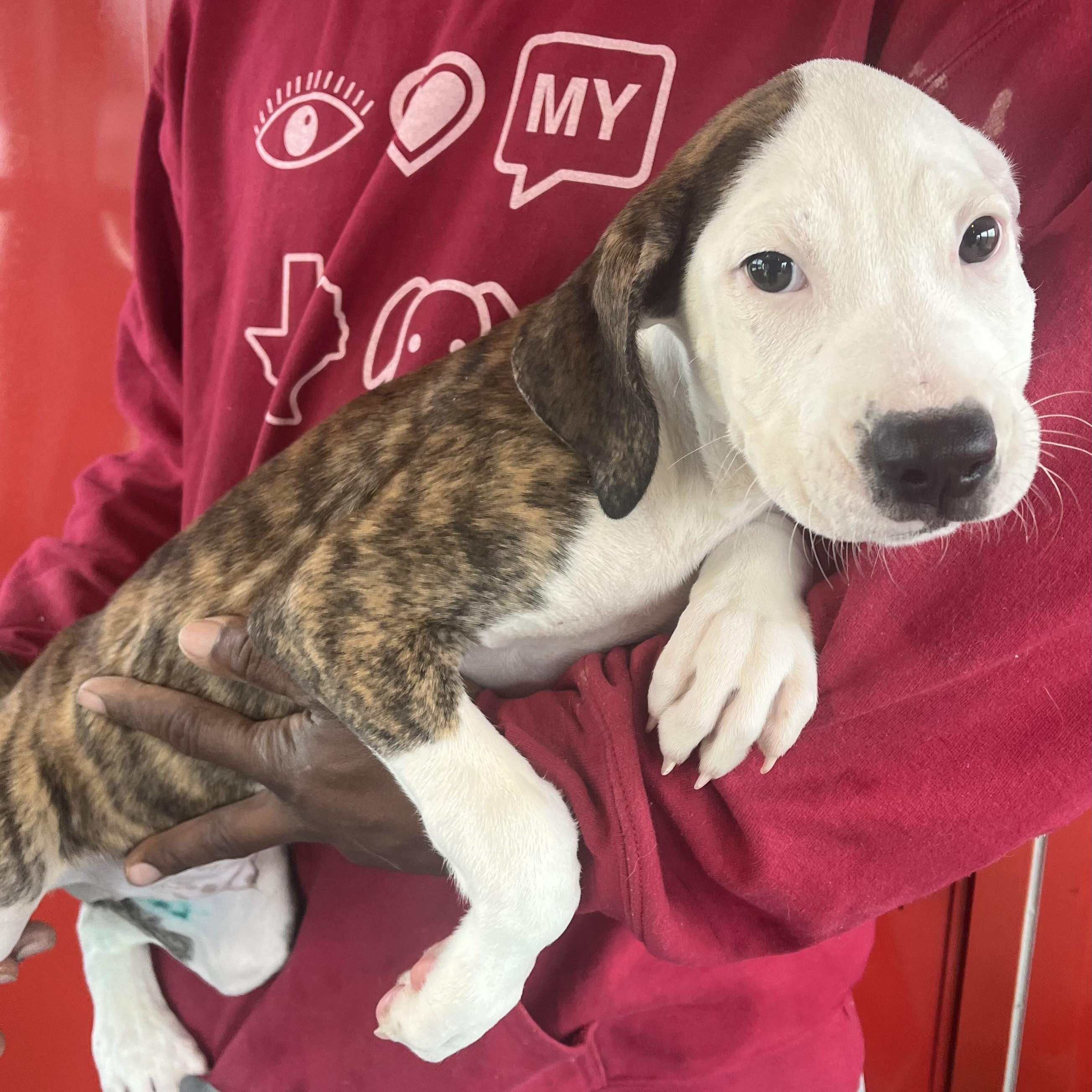 Dog for adoption - Lupin - Local Jan 24-26, a Labrador Retriever Mix in ...