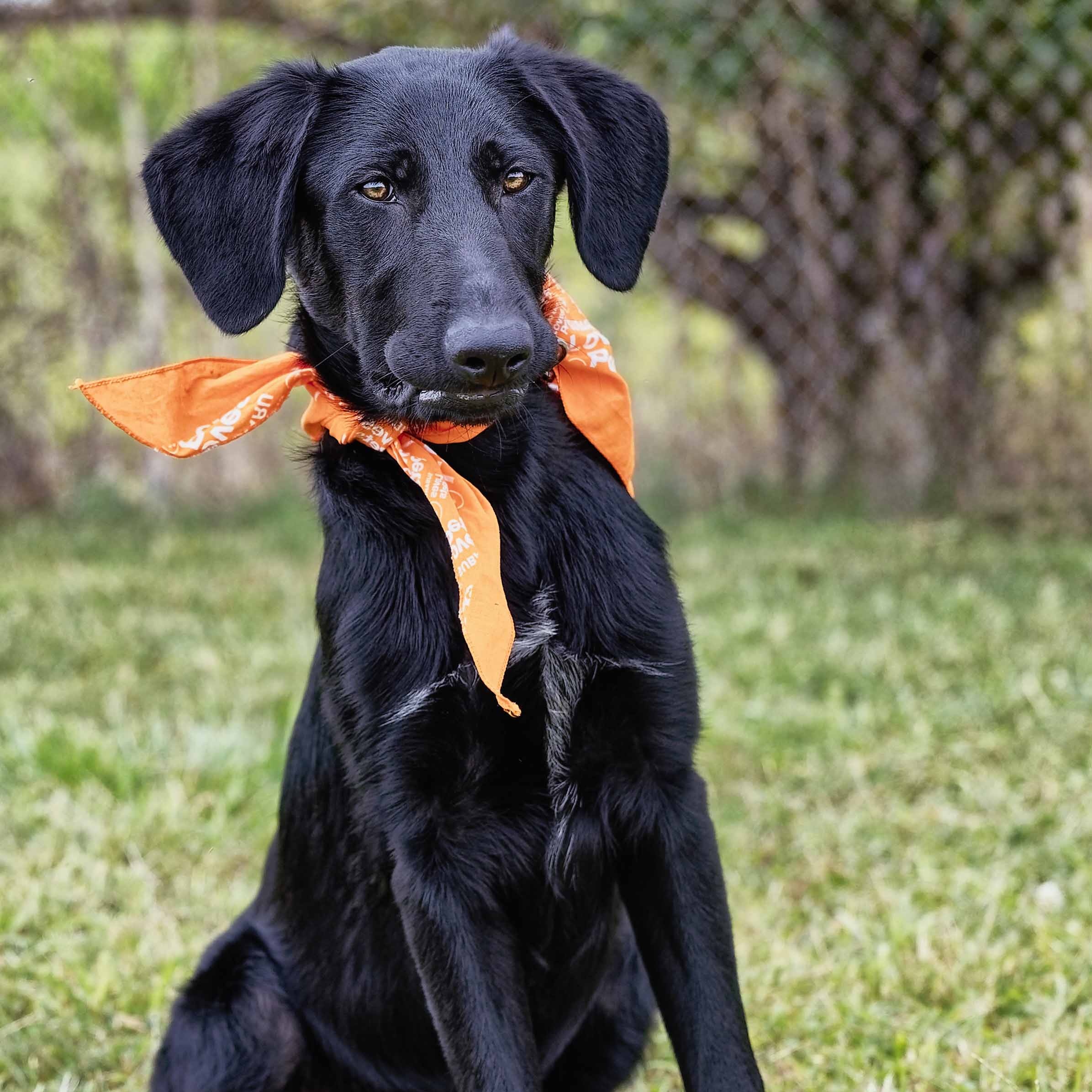 Dog for adoption - Titan, a Flat-Coated Retriever Mix in Clarinda, IA ...