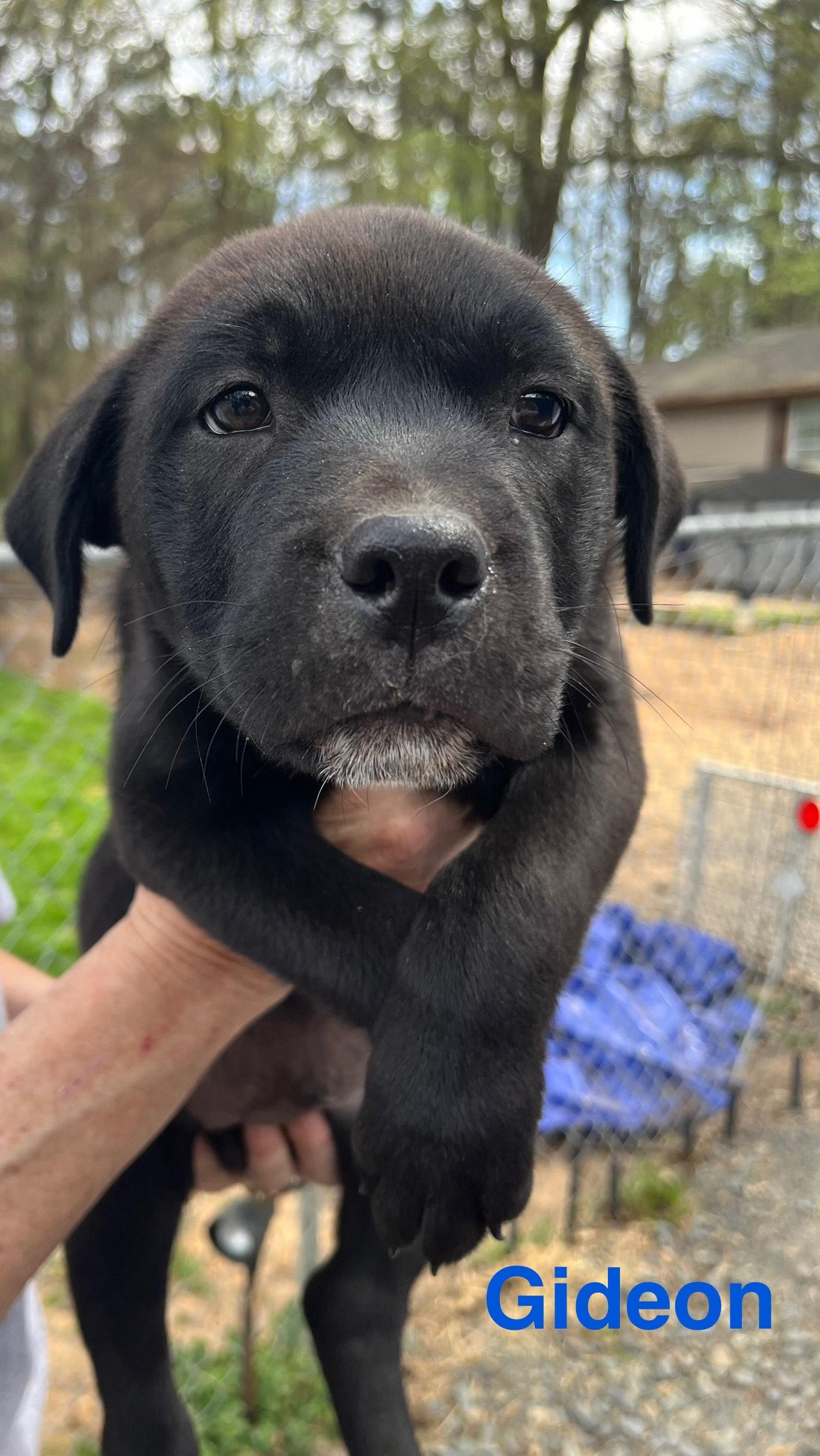 Dog for adoption - gideon, a Pit Bull Terrier & Boxer Mix in Rockford ...