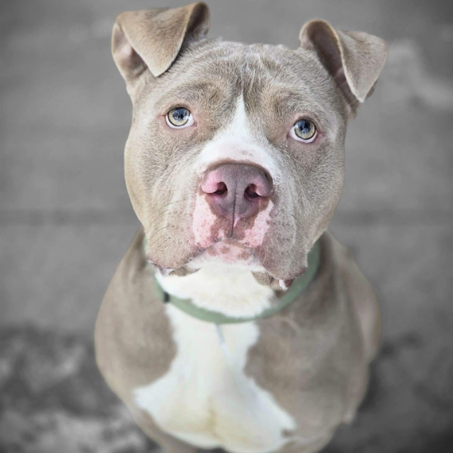 Stuart - Adoptable Pet | Petfinder | Petfinder