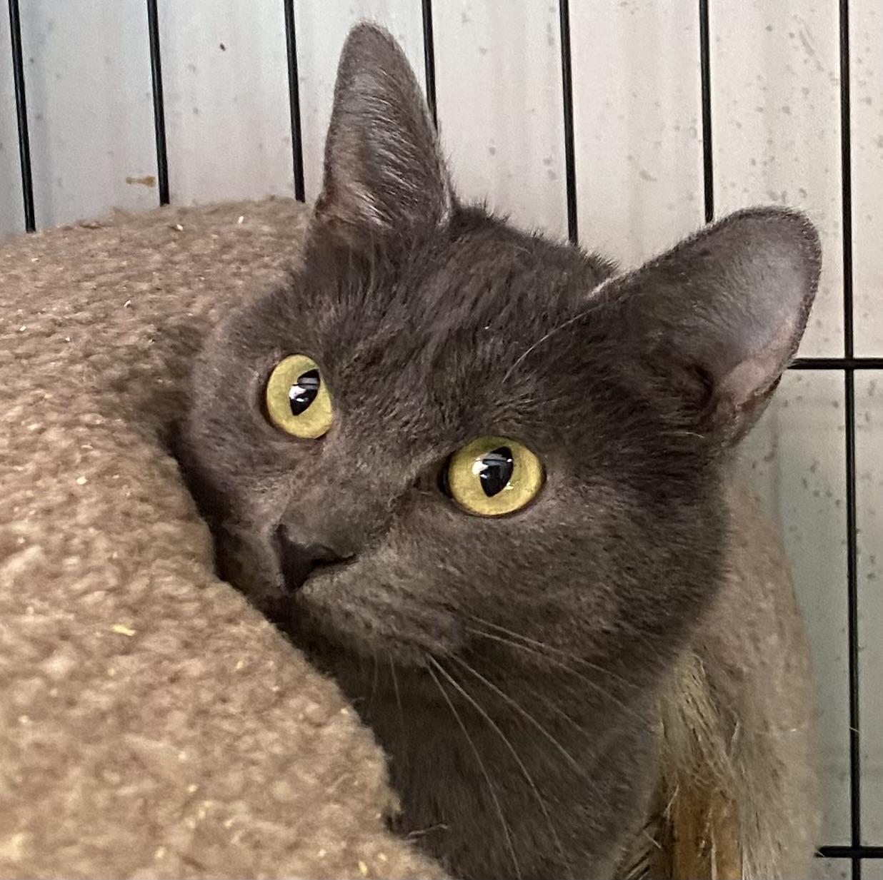 Cat for adoption - Calzone, a Russian Blue Mix in Stanwood, WA | Petfinder