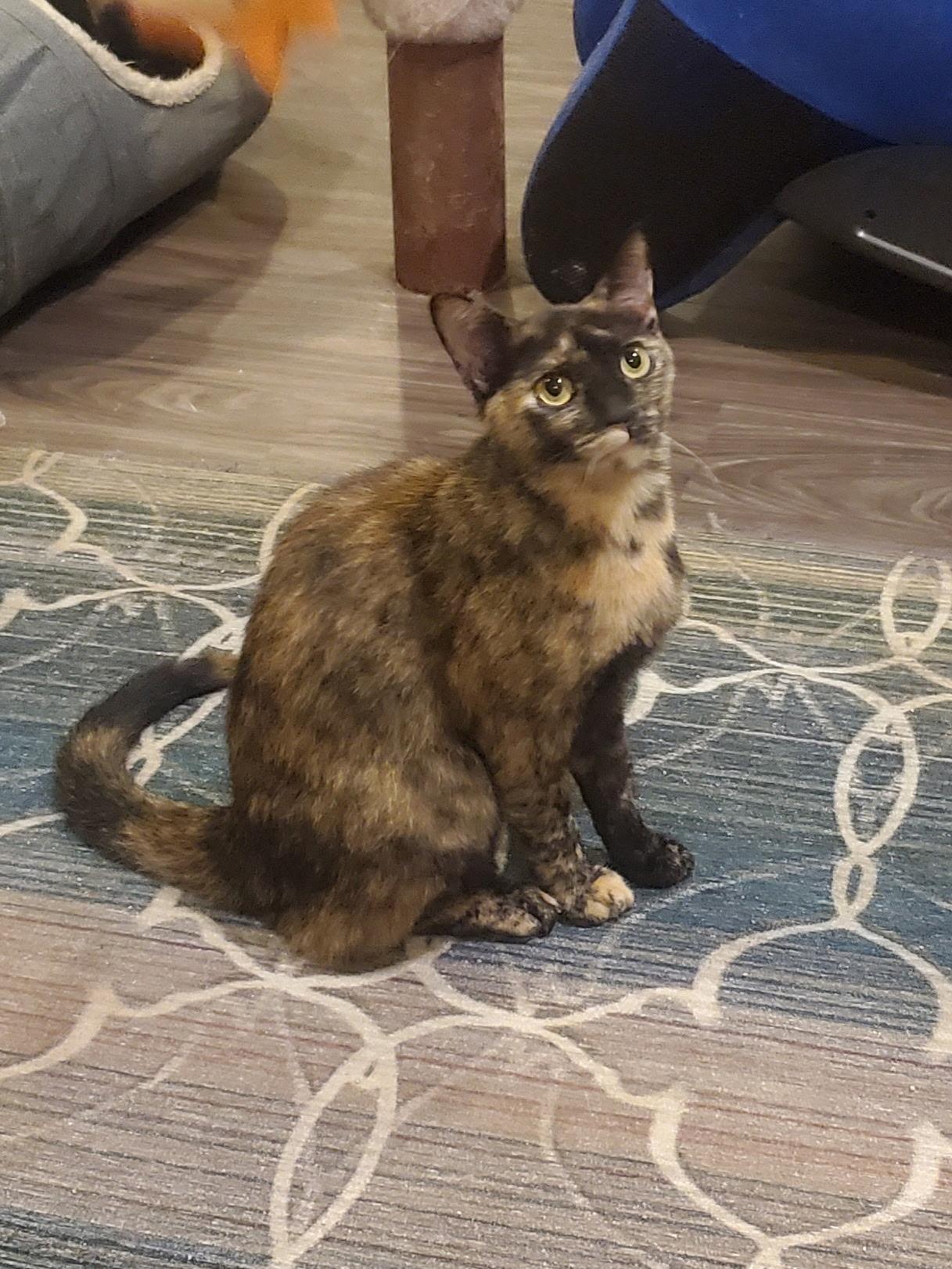 Cat for adoption - Anastasia (Bev-fostered in New England), a ...