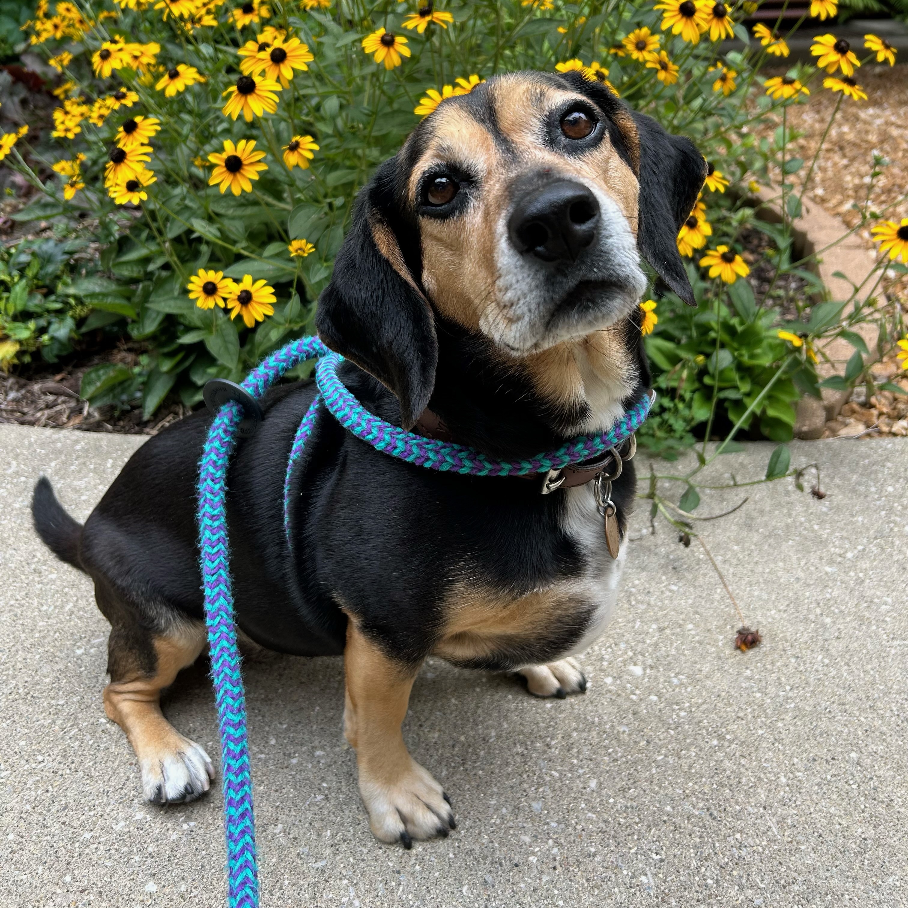 Bella - Adoptable Pet | Petfinder | Petfinder