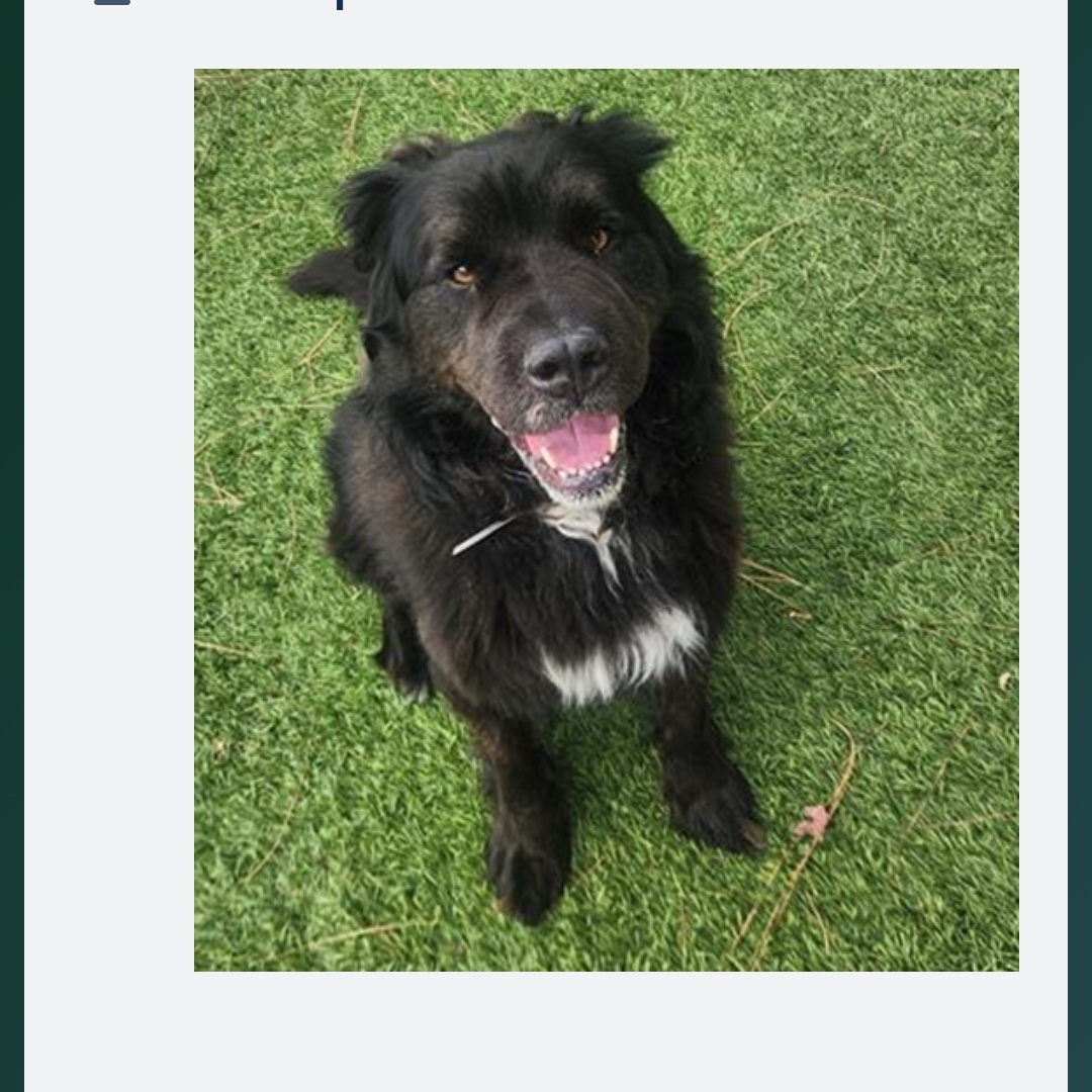 Dog for adoption - Gino Pizza!!, a Newfoundland Dog & Black Labrador ...