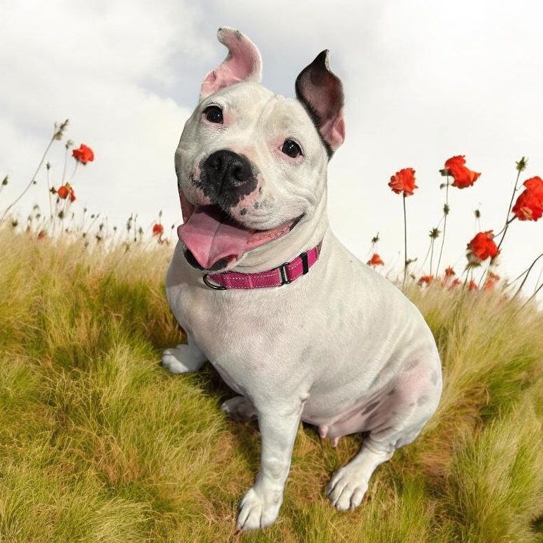 Dog for adoption - Pot Belly, a Bulldog in Towson, MD | Petfinder