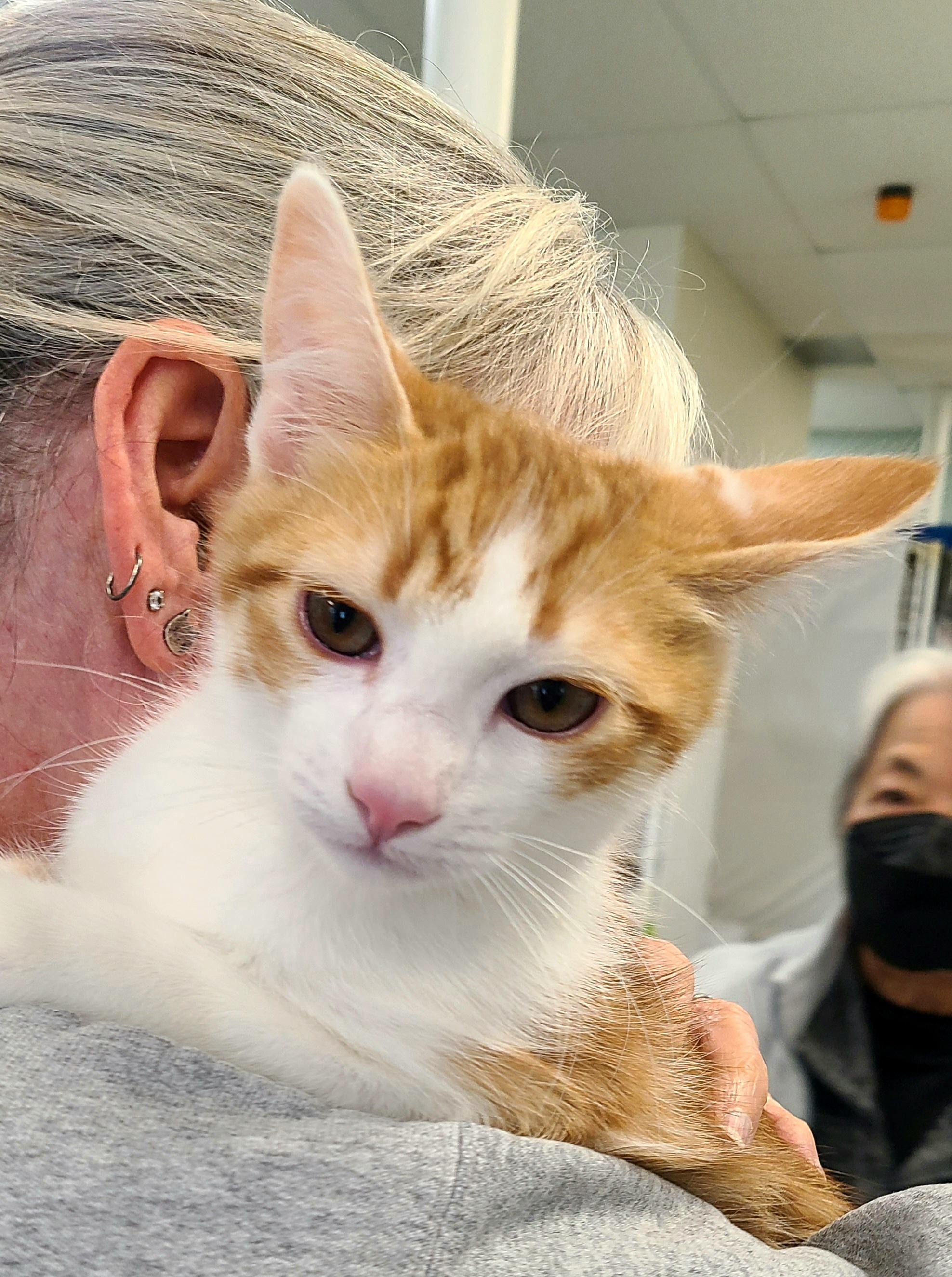 Cat for adoption - Root Beer Guy & Starchy, a Domestic Short Hair in ...