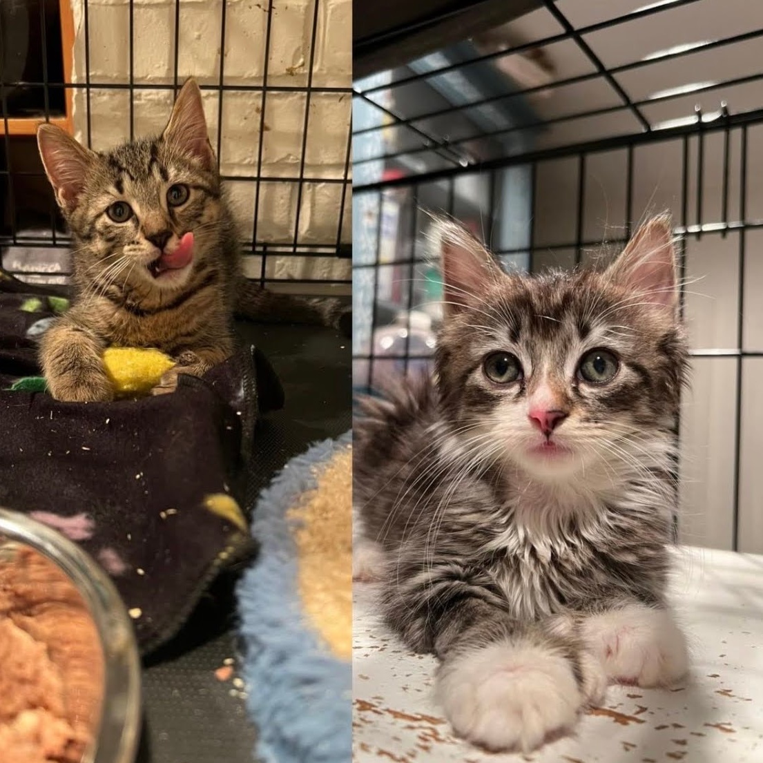 Cat for adoption - Bluey & Mittens, a Domestic Long Hair in Syosset, NY ...