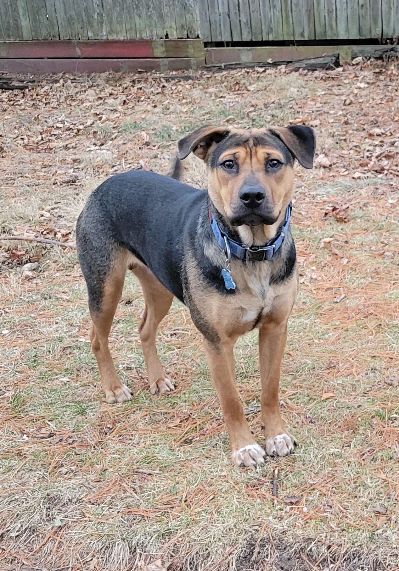 Dog for adoption - Holly, a Dutch Shepherd & Pointer Mix in Albany , NY ...