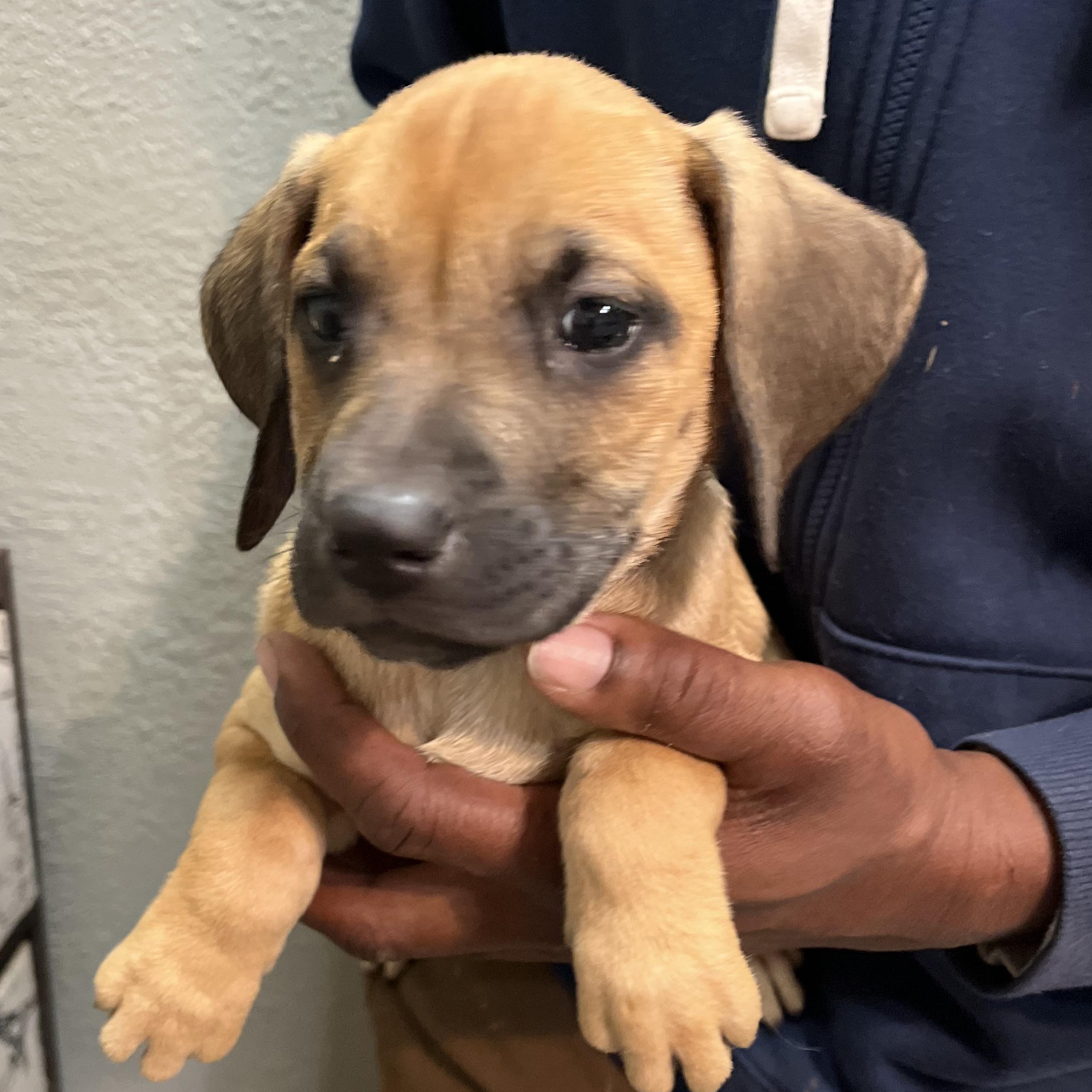Dog for adoption - Loki - Local Feb 28 - March 2, a Labrador Retriever ...