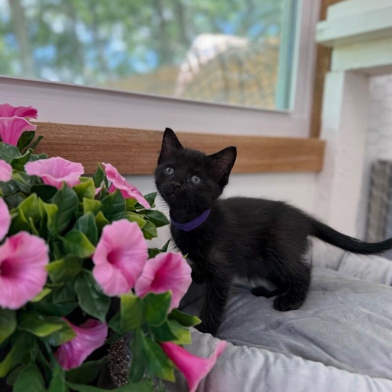 Cat for adoption - Samantha, a Domestic Short Hair & Bombay Mix in ...