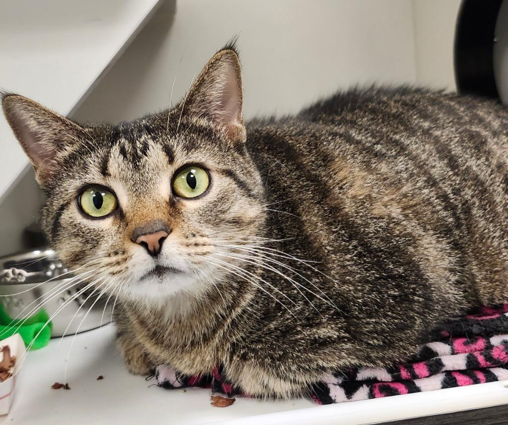 Cat for adoption - Fancy, a Tabby in Frankfort, KY | Petfinder