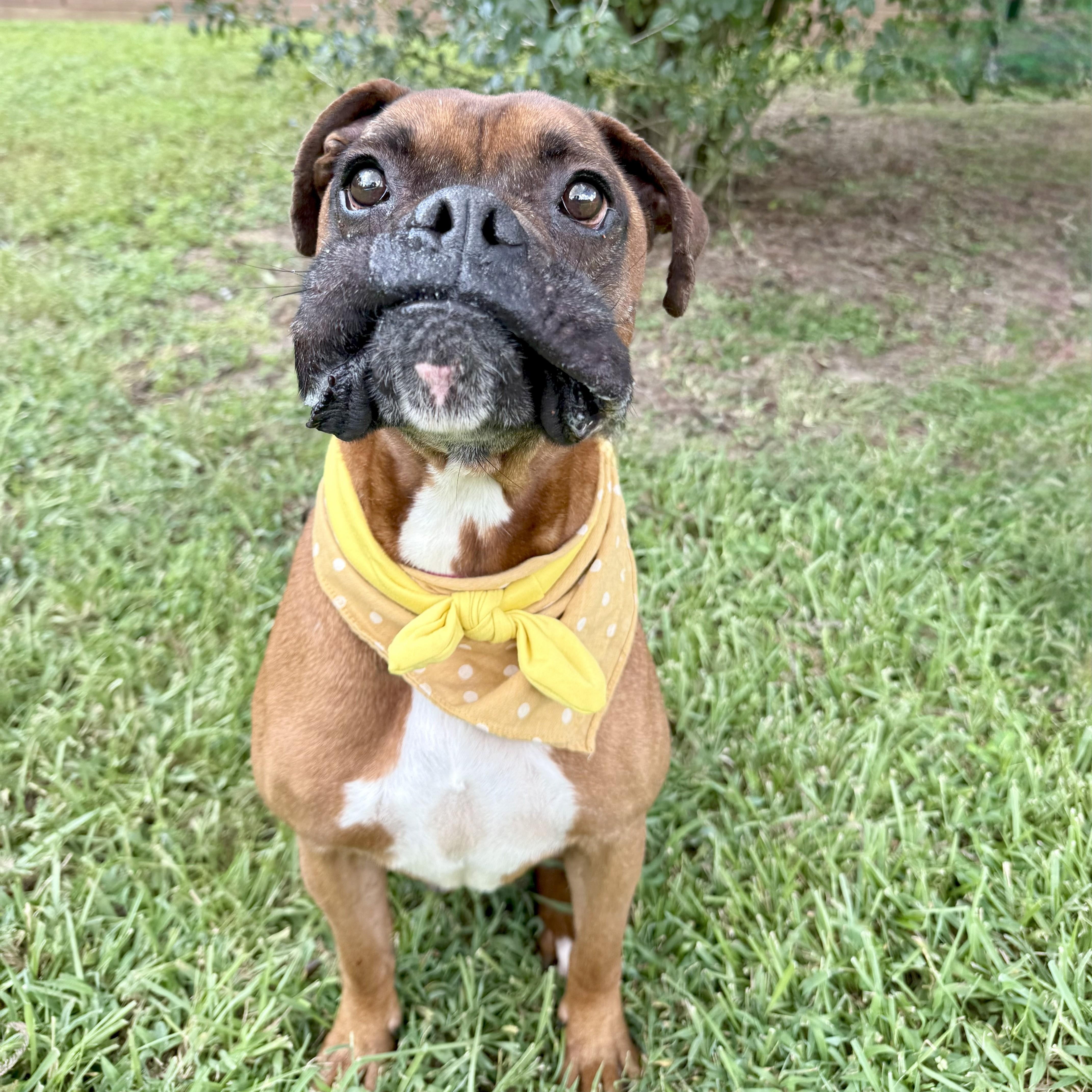 Dog for adoption - Mt. Kilimanjaro, a Boxer in Vineyard, UT | Petfinder