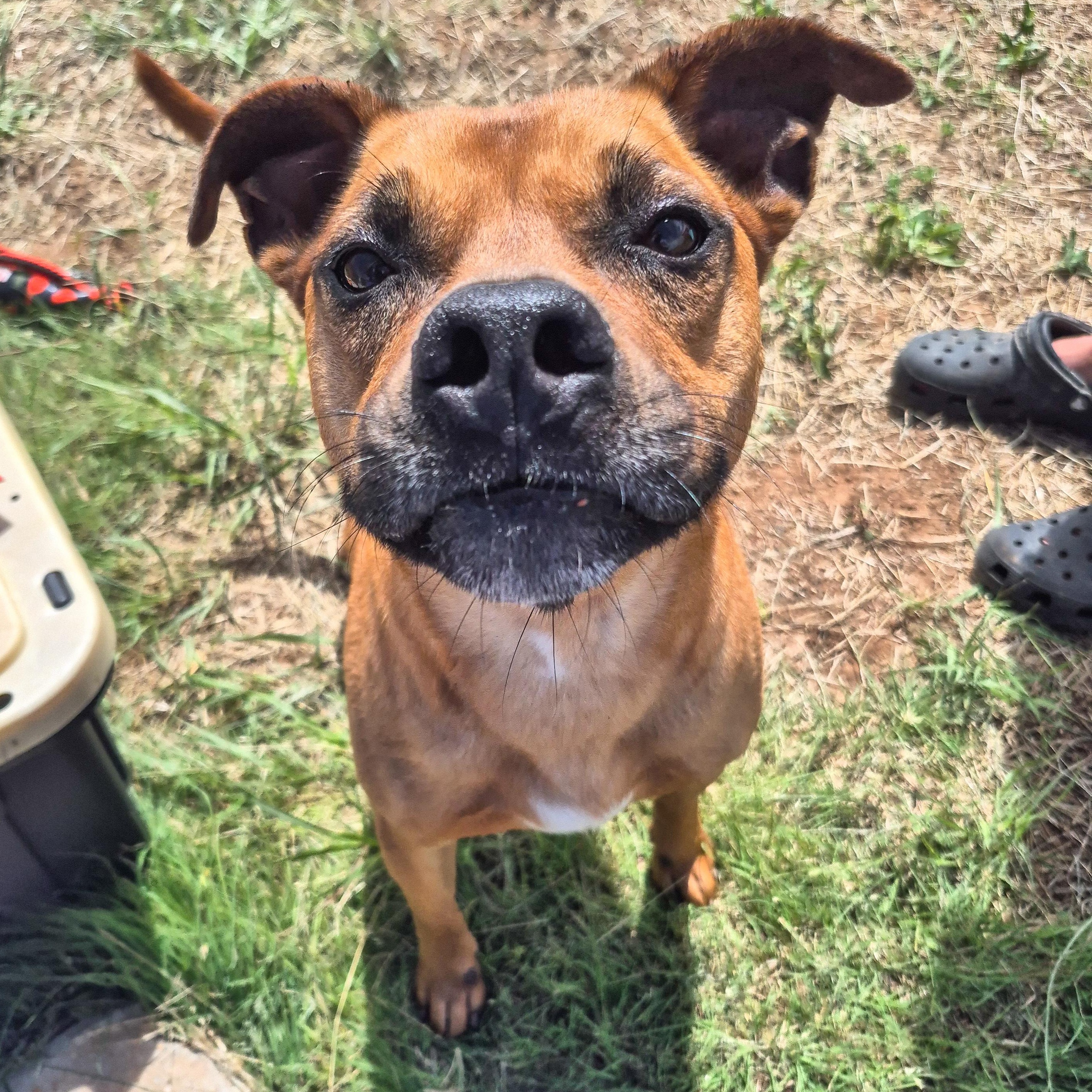 Dog for adoption - Rusty, a Mixed Breed in Oklahoma City, OK | Petfinder