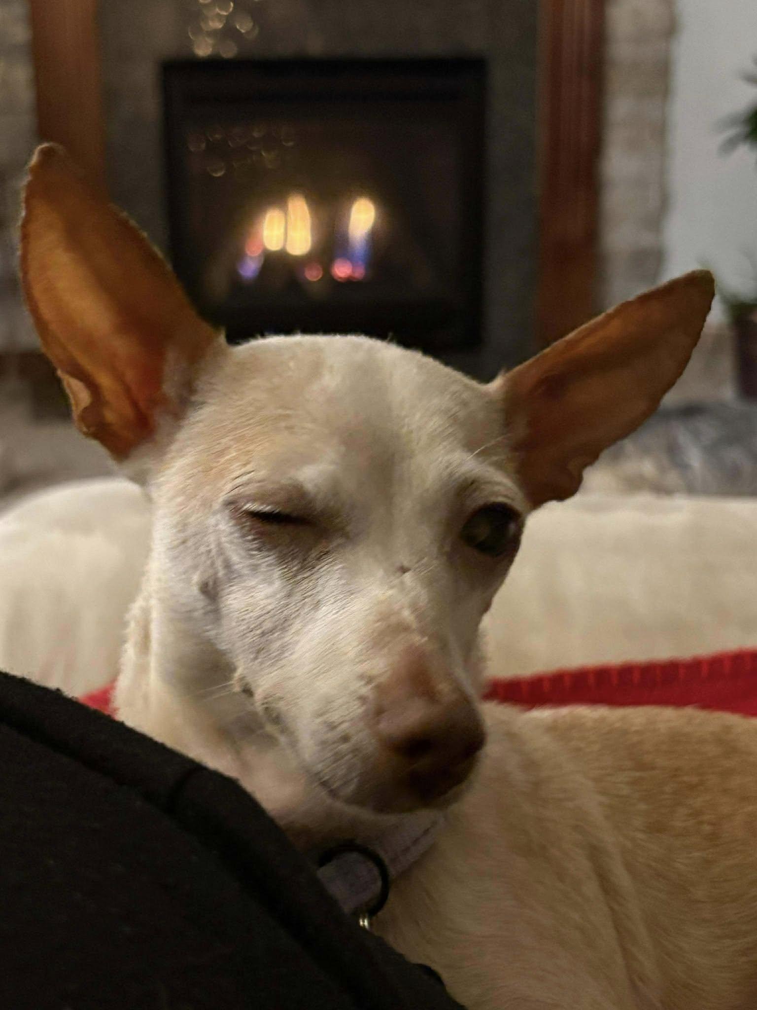 Penelope - Adoptable Pet | Petfinder | Petfinder