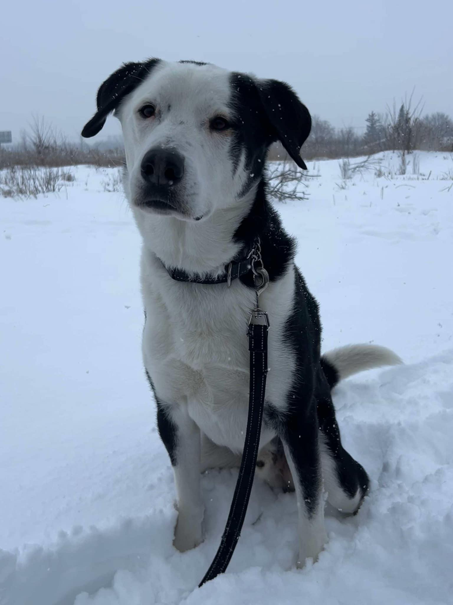 Dog for adoption - Patchy, a Labrador Retriever in Delson, QC | Petfinder