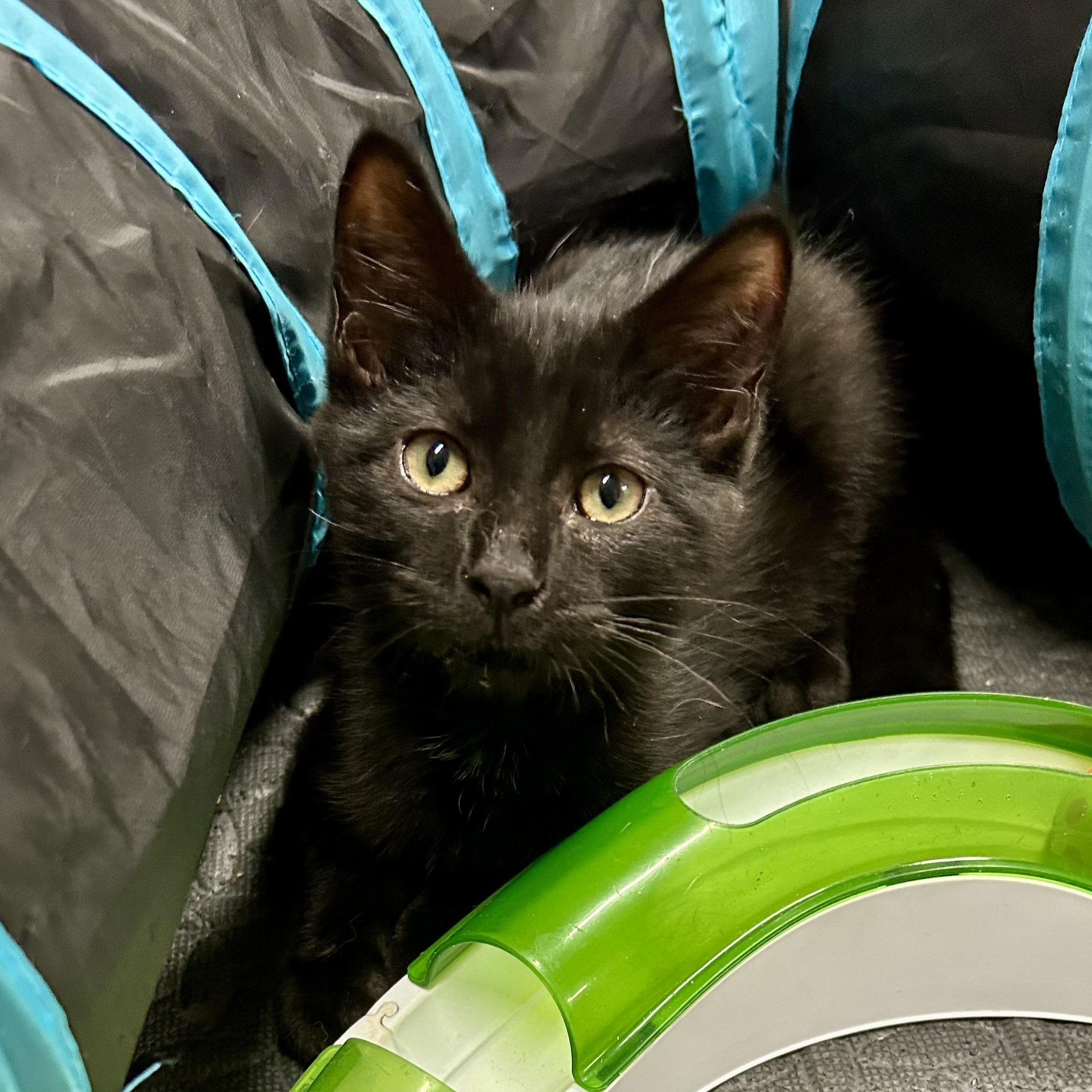 Available Cats for Adoption | Scruffy Paws Animal Rescue RI