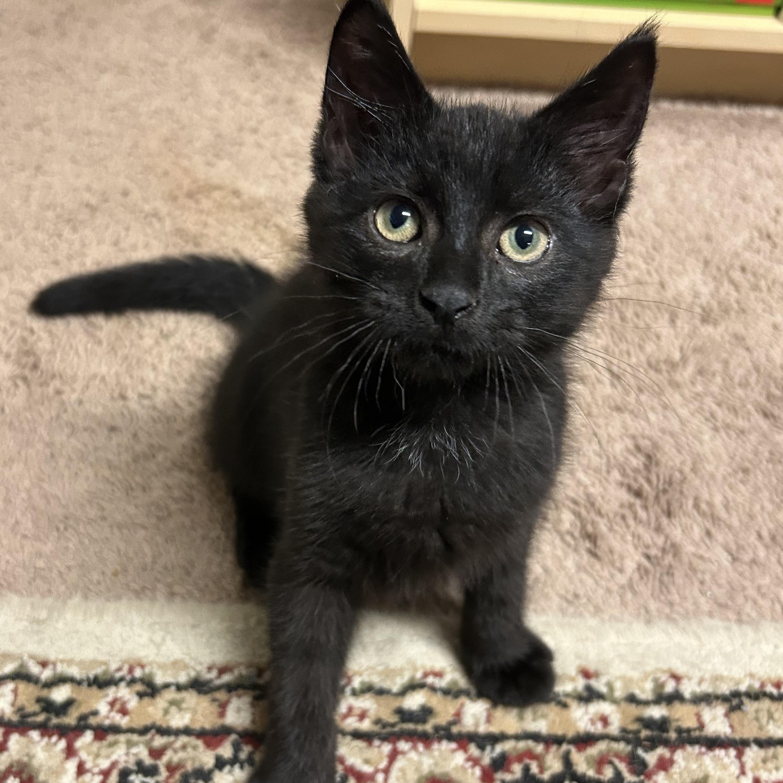 Available Cats for Adoption | Scruffy Paws Animal Rescue RI